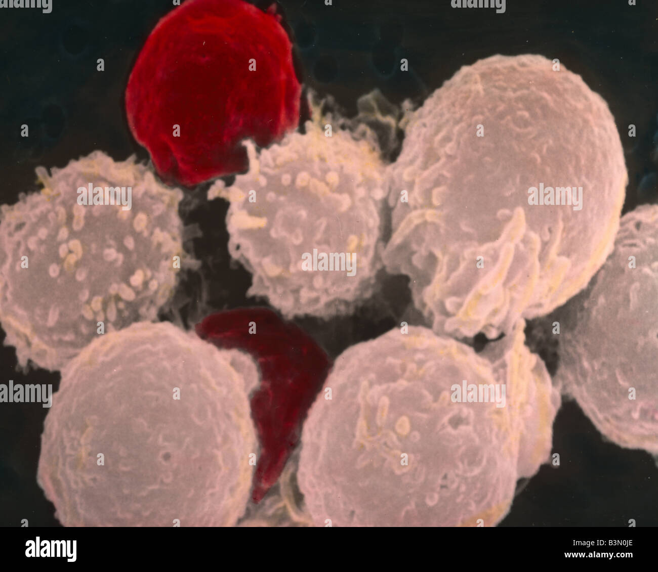 Leukozyten und erythrozyten -Fotos und -Bildmaterial in hoher Auflösung ...