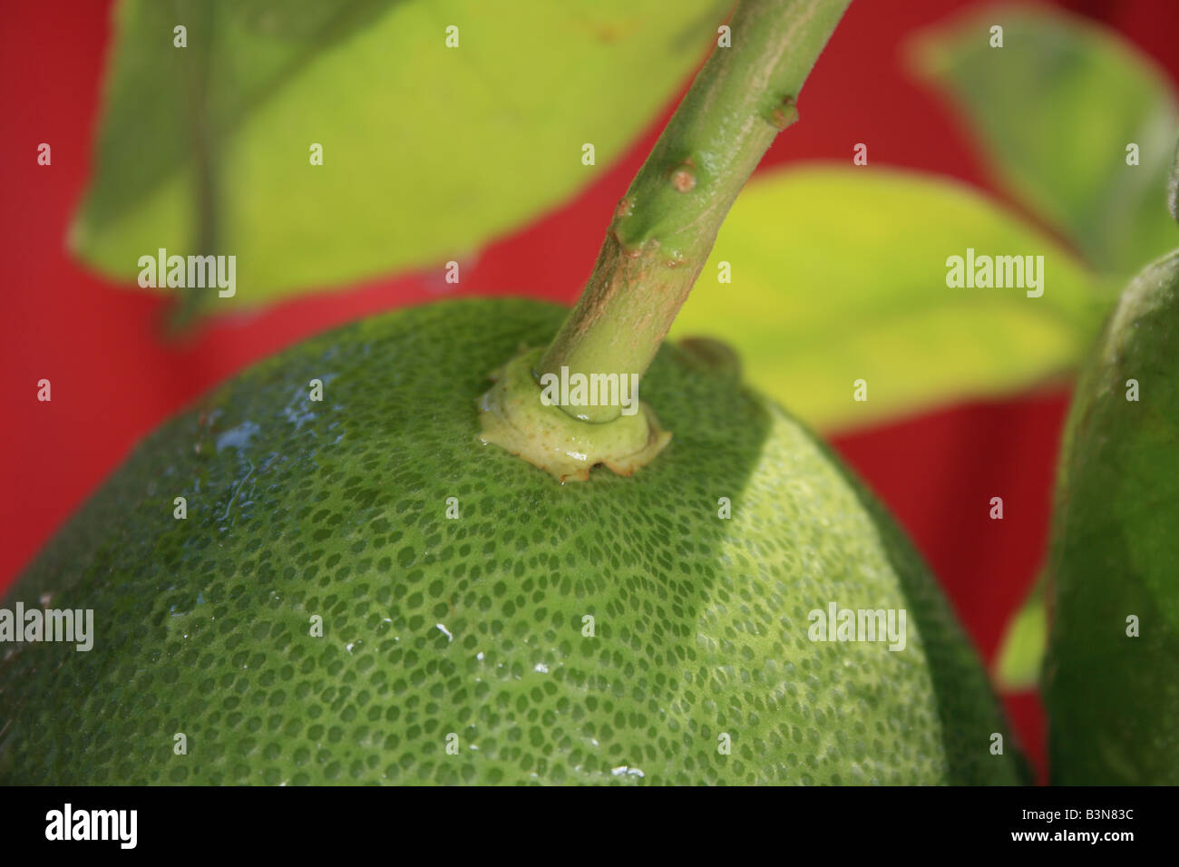 Pomelo bio -Fotos und -Bildmaterial in hoher Auflösung – Alamy
