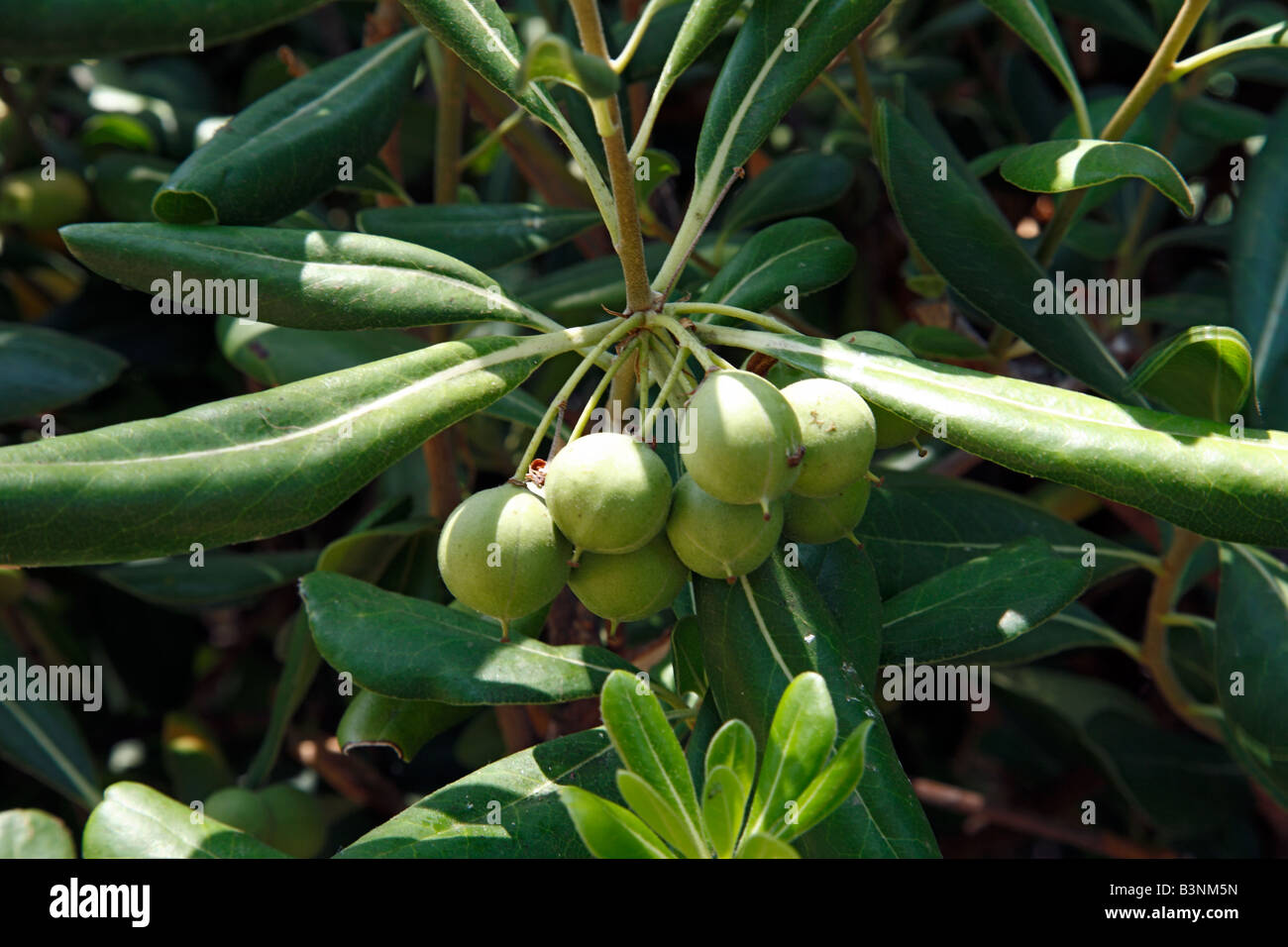 Natur, Pflanzen, Oelbaumgewaechse, Oleaceae, Oelbaum, Olea, Echter ...
