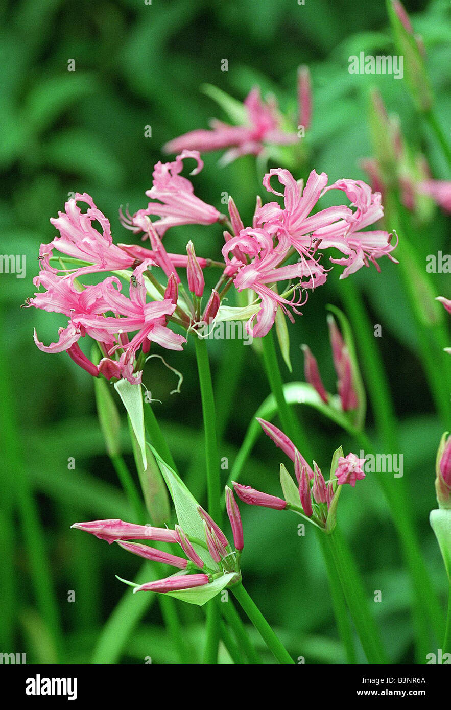Rosa stern -Fotos und -Bildmaterial in hoher Auflösung – Alamy