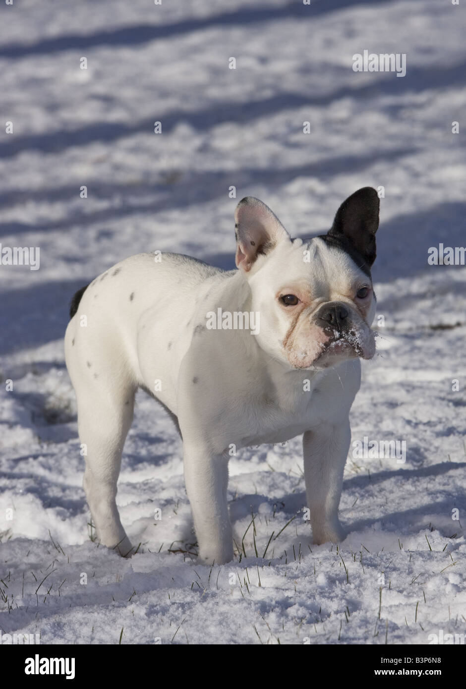 Schne Franzsische Bulldogge Figur Fotos