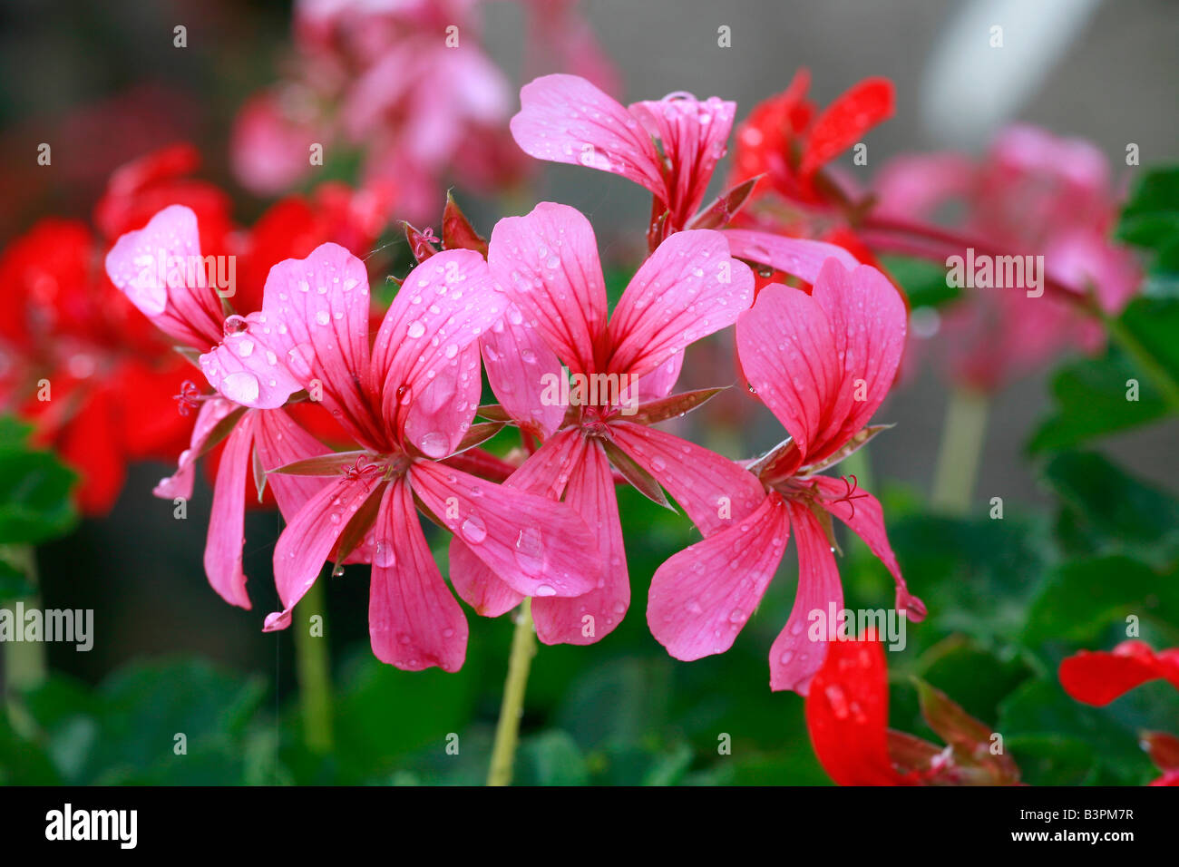Pelargonium Peltatum "Ville de Paris Stockfotografie - Alamy