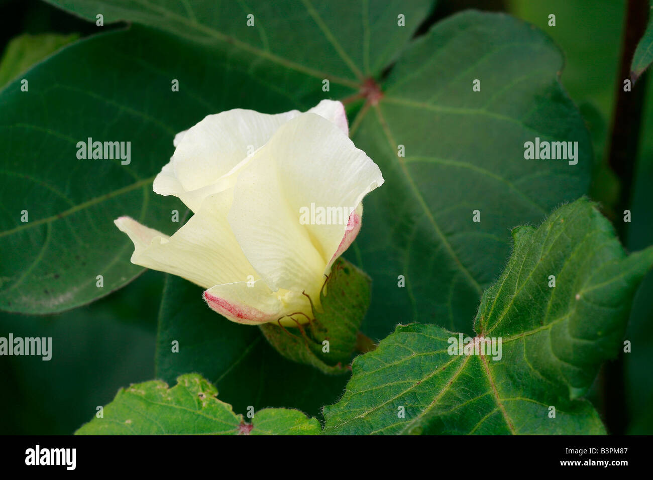 Cotton gossypium herbaceum -Fotos und -Bildmaterial in hoher Auflösung ...
