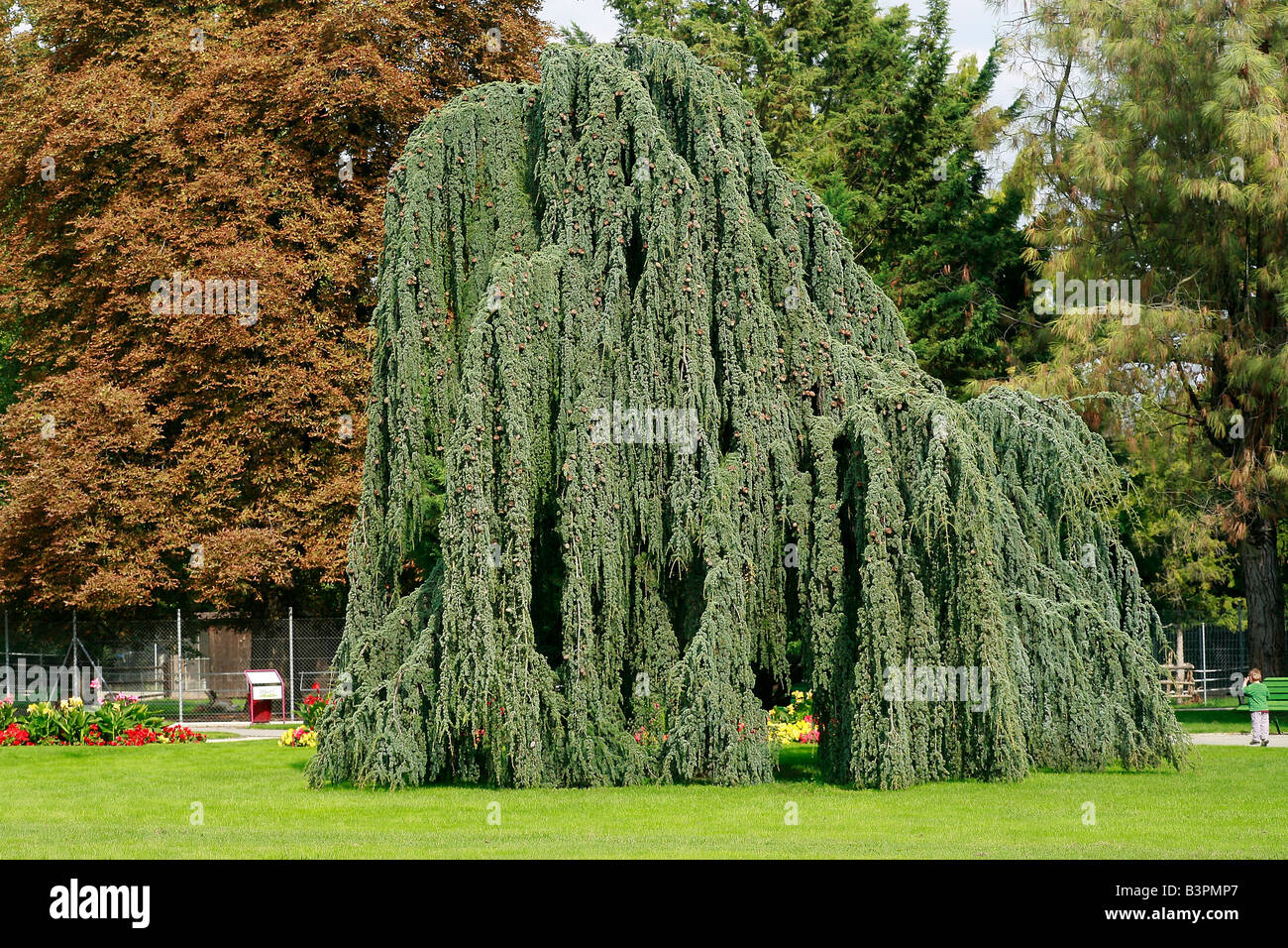 Schone Cedrus Atlantica Glauca Pendula Bilder
