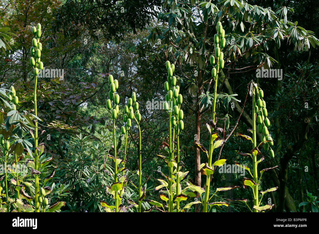 Cardiocrinum giganteum -Fotos und -Bildmaterial in hoher Auflösung – Alamy