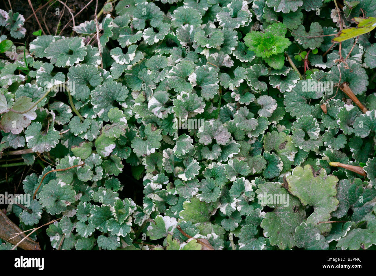 Glechoma hederacea variegata -Fotos und -Bildmaterial in hoher ...