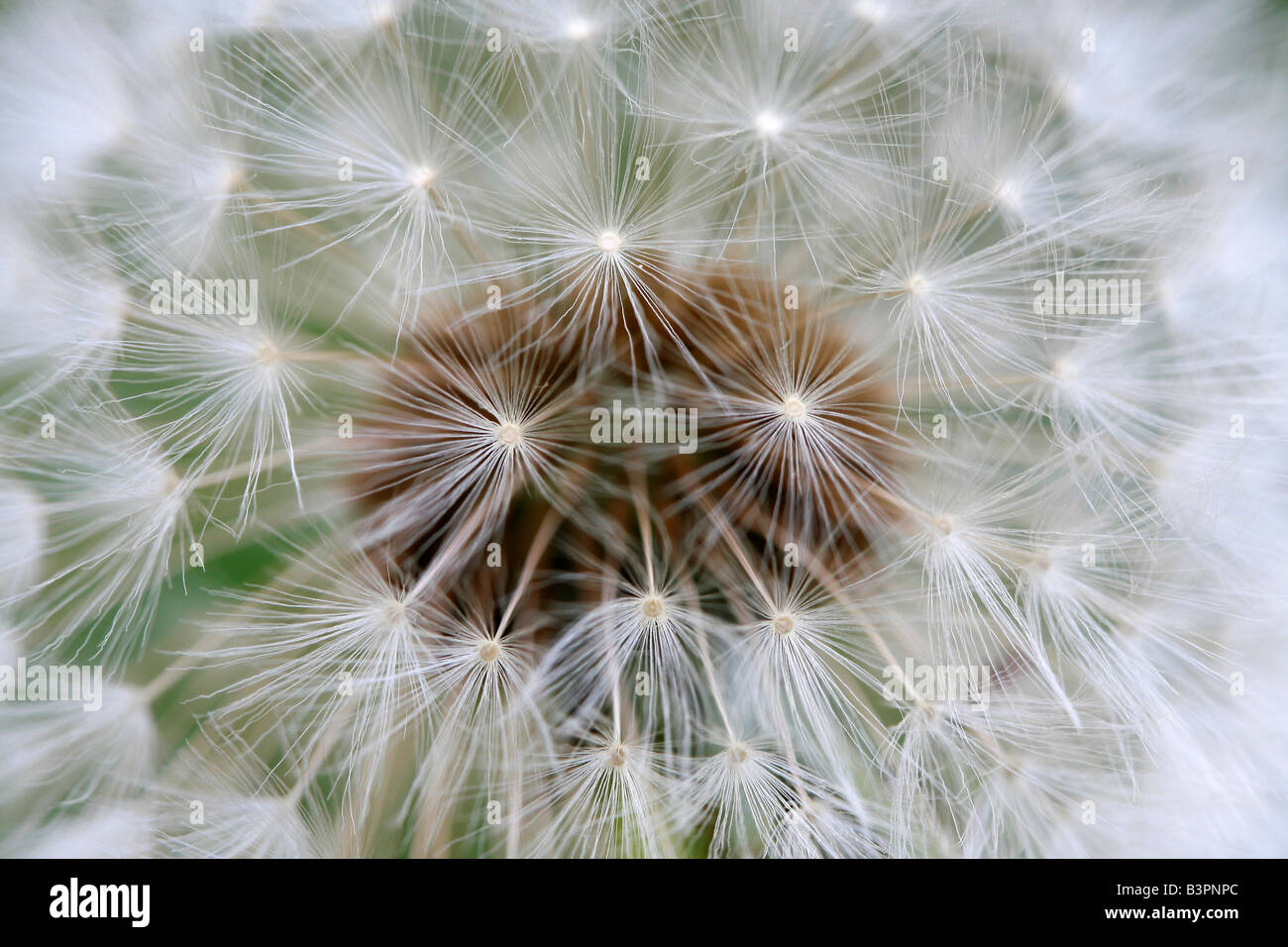Tarassaco taraxacum officinale -Fotos und -Bildmaterial in hoher ...