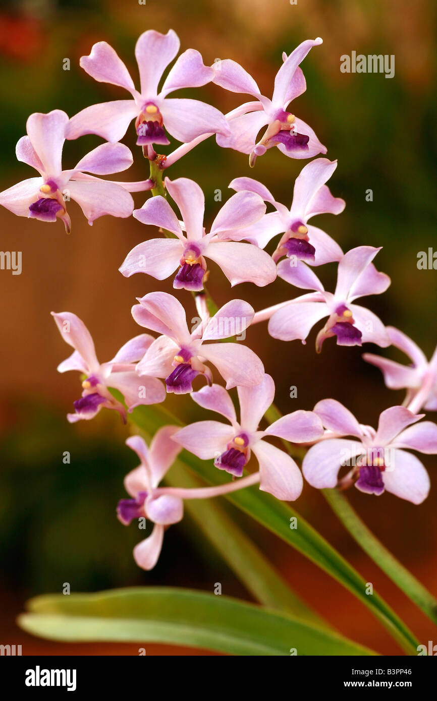 Orchidea vanda -Fotos und -Bildmaterial in hoher Auflösung – Alamy