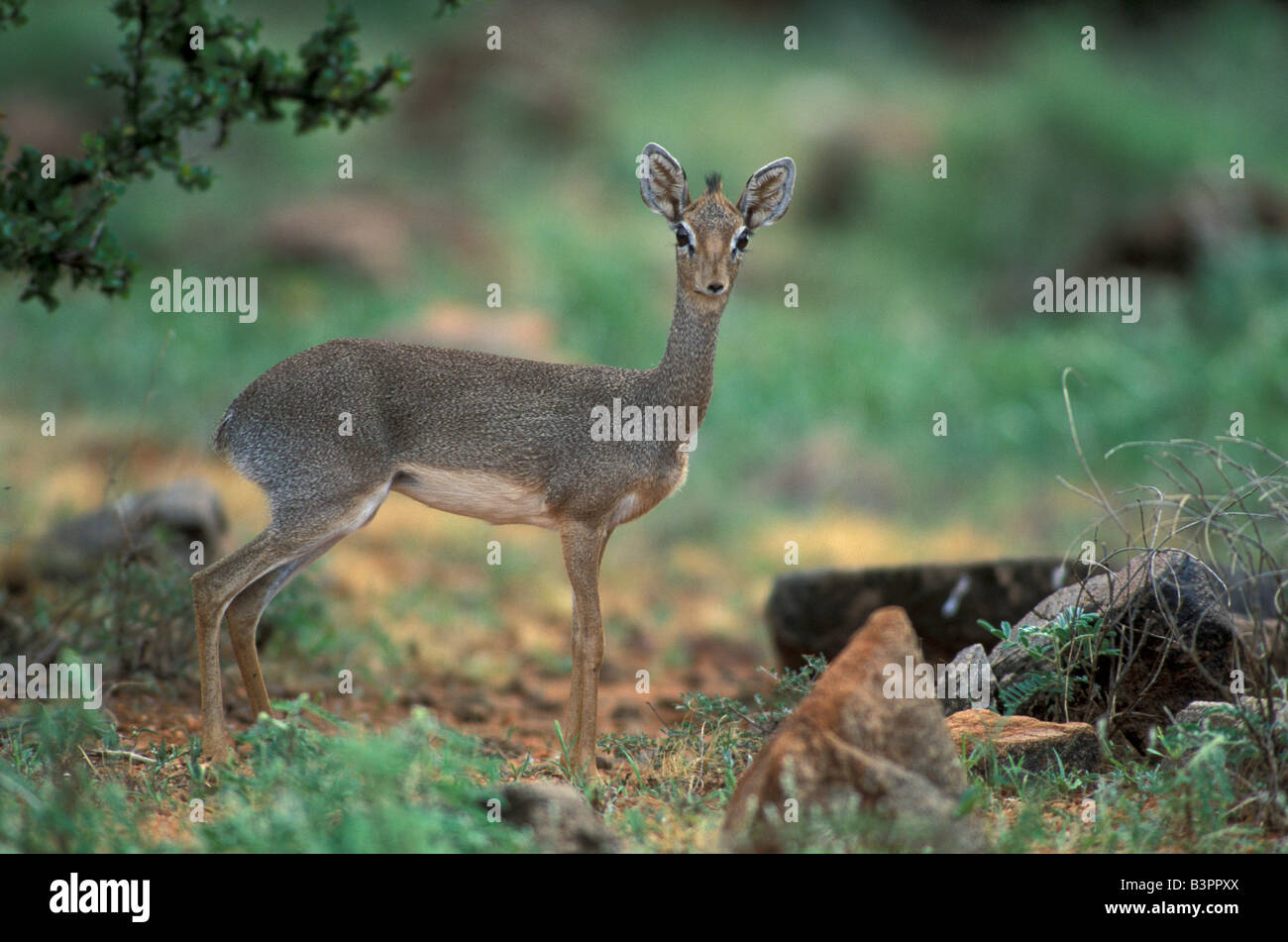 Kirk s dikdik -Fotos und -Bildmaterial in hoher Auflösung – Alamy