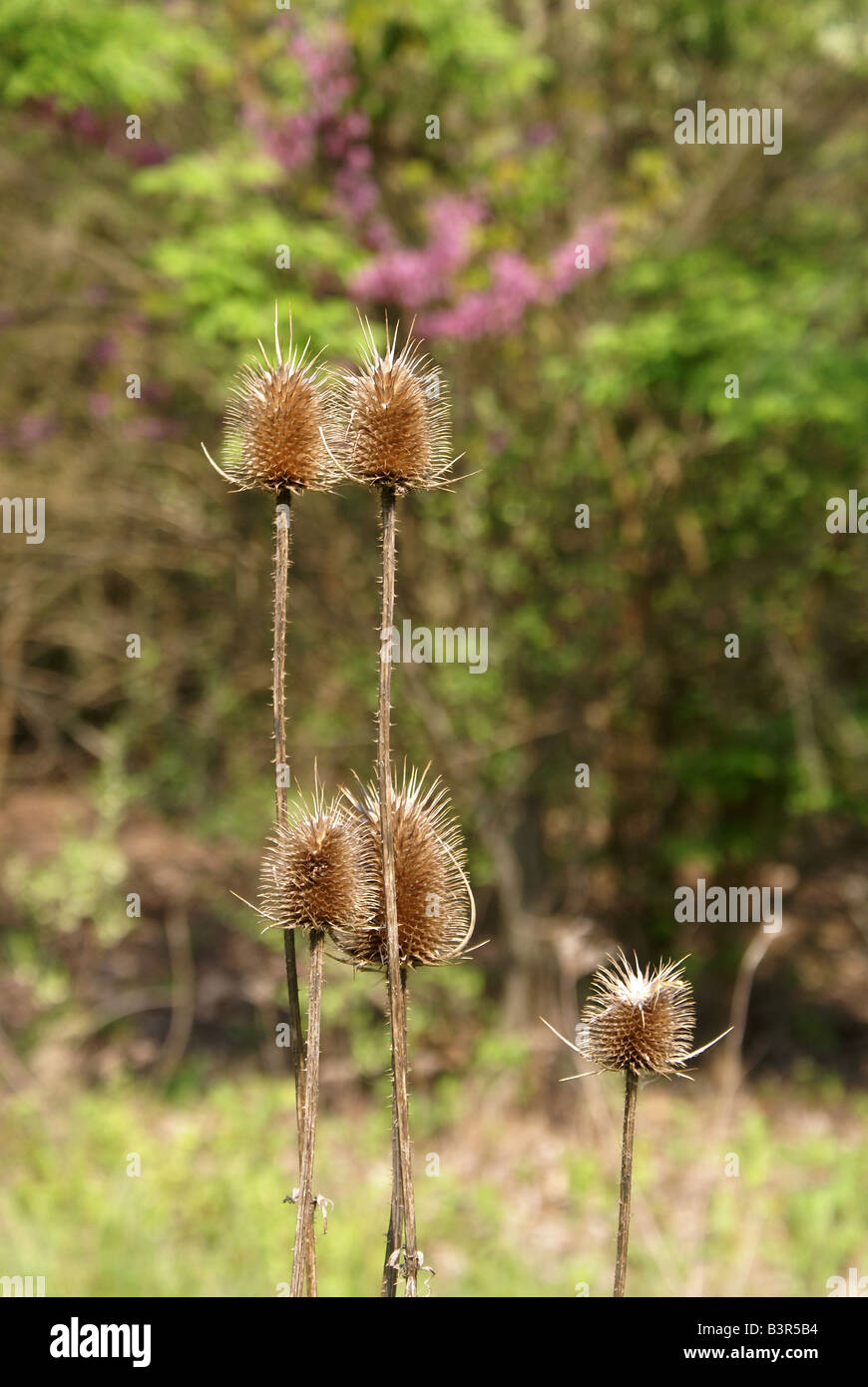 Stachelige distelstiele -Fotos und -Bildmaterial in hoher Auflösung – Alamy