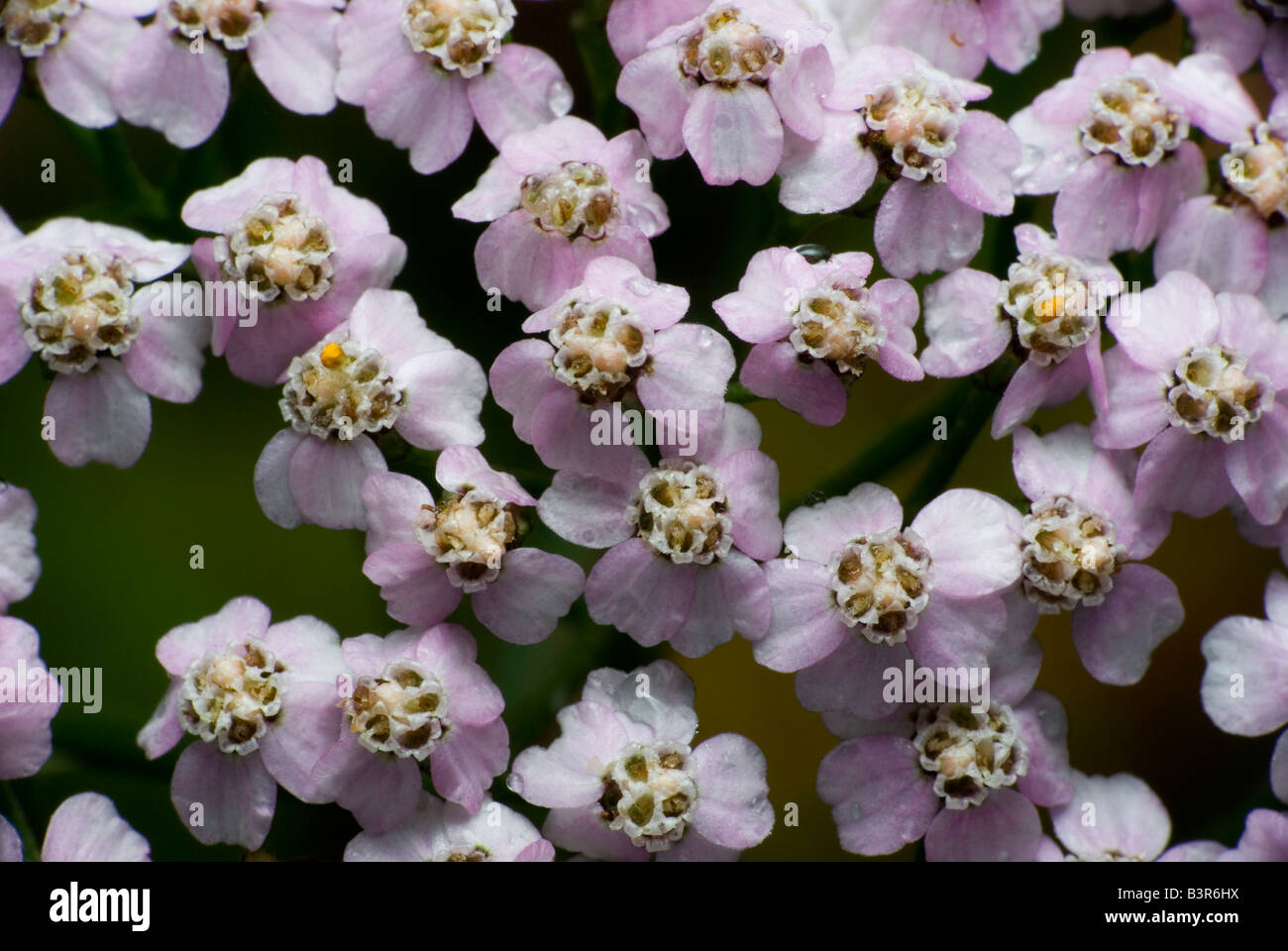 Schafgarbe blumen nahaufnahme -Fotos und -Bildmaterial in hoher ...