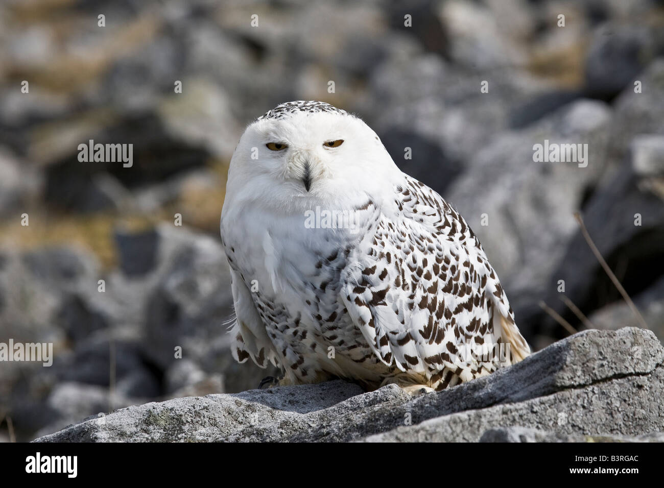 Ruhende schneeeule -Fotos und -Bildmaterial in hoher Auflösung – Alamy