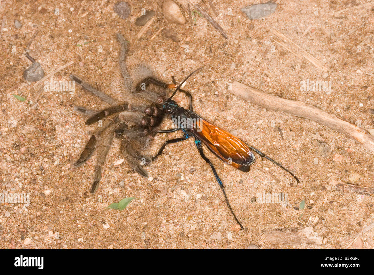 Tarantula hawk wasp -Fotos und -Bildmaterial in hoher Auflösung – Alamy