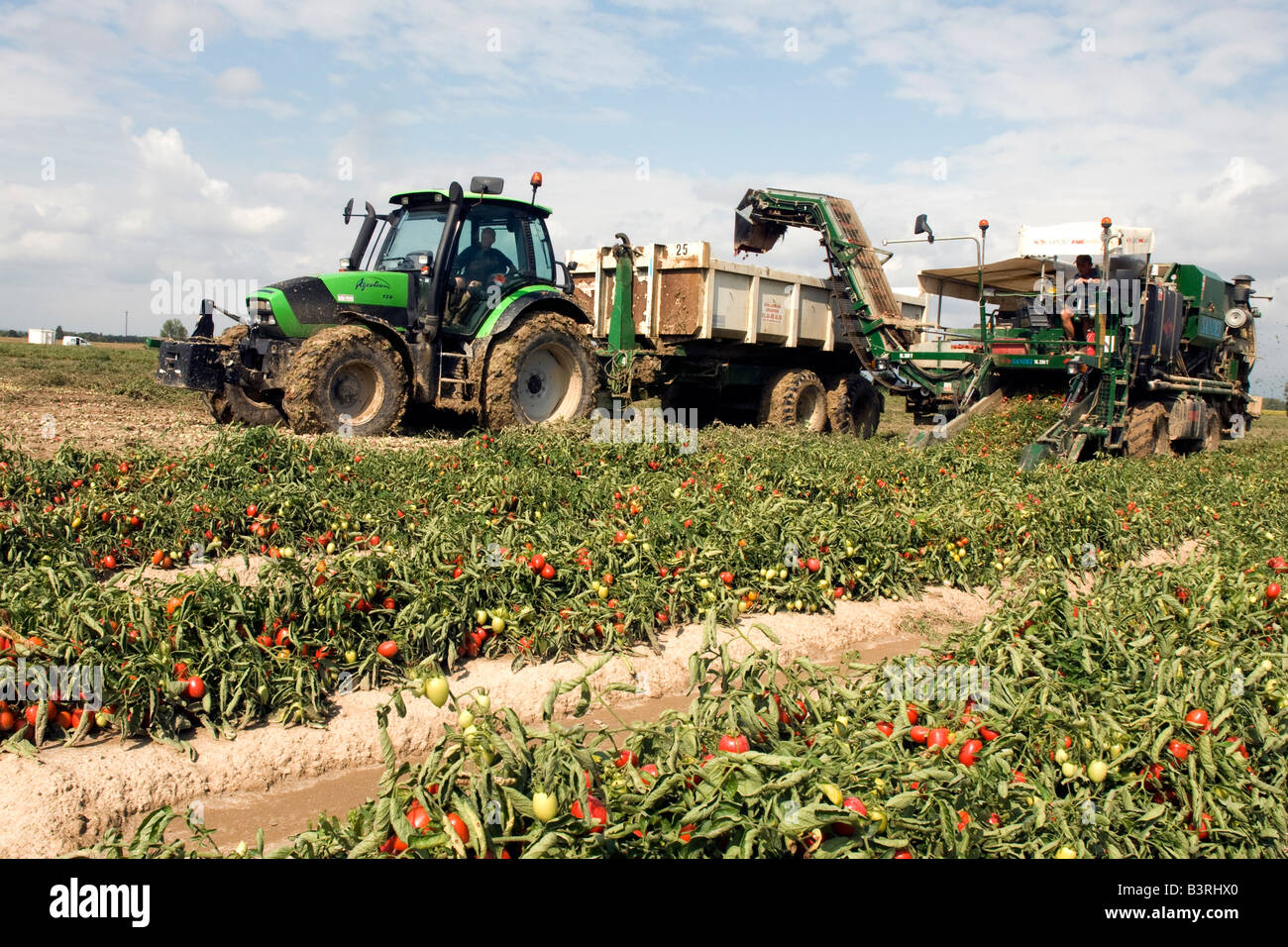 Processing Tomato Field Stockfotos und -bilder Kaufen - Alamy