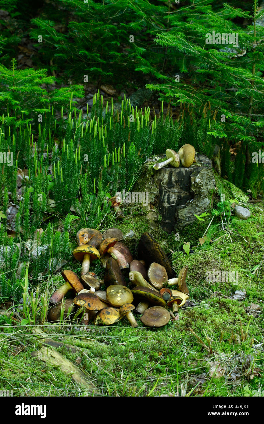 Verschiedene pilzsorten -Fotos und -Bildmaterial in hoher Auflösung – Alamy