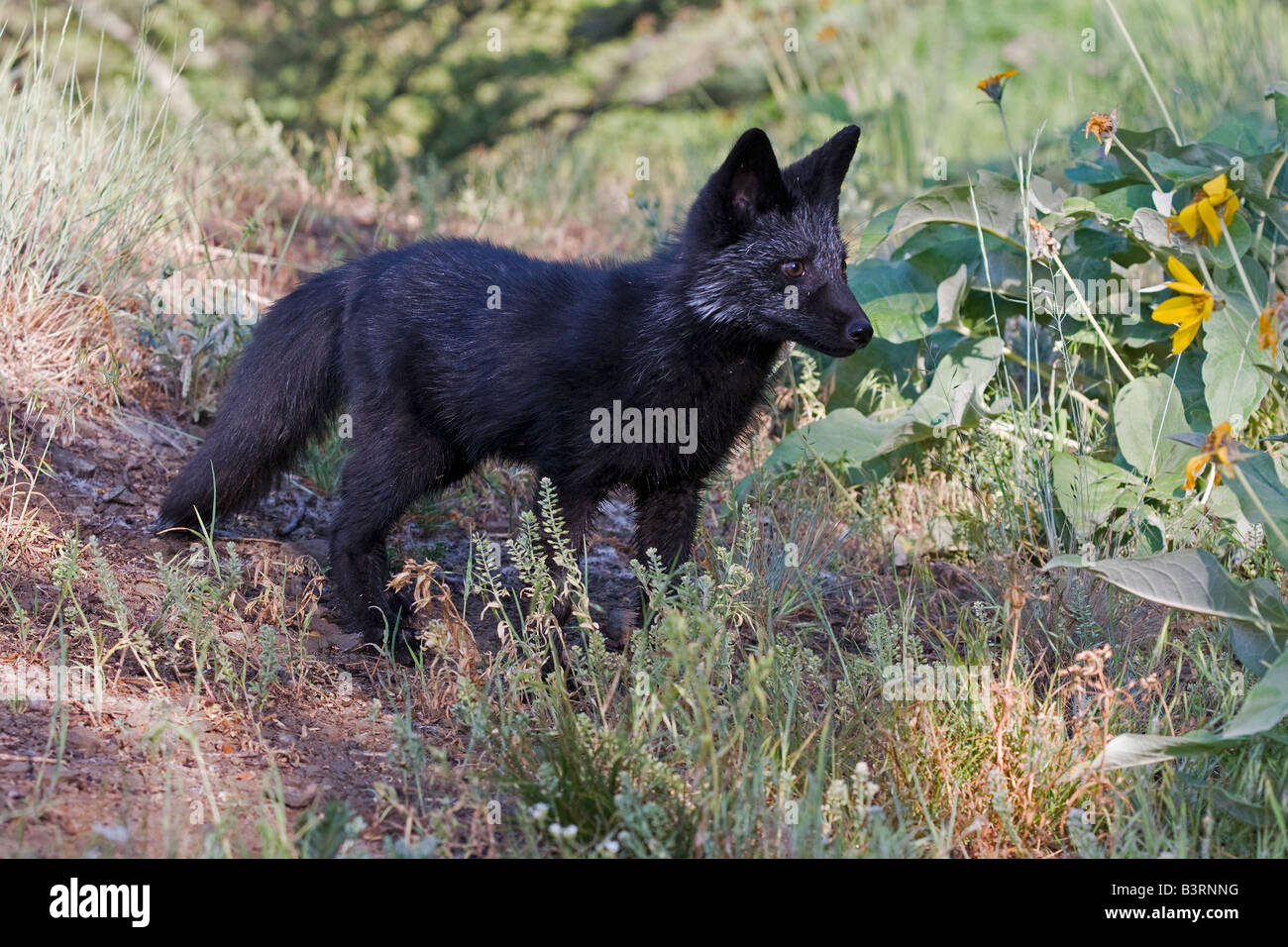 Kreuz fuchs -Fotos und -Bildmaterial in hoher Auflösung – Alamy