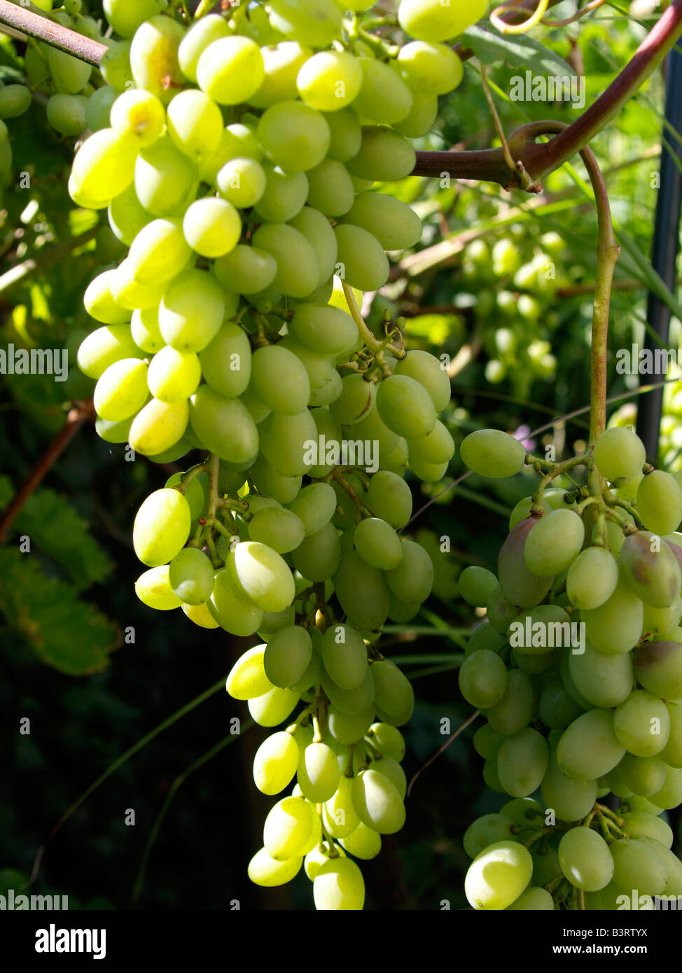 Weiss Wein Stockfotos und -bilder Kaufen - Alamy
