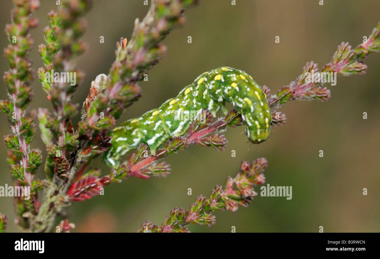 Schöne gelbe Underwing Raupe auf Heather Anarta myrtilli ...