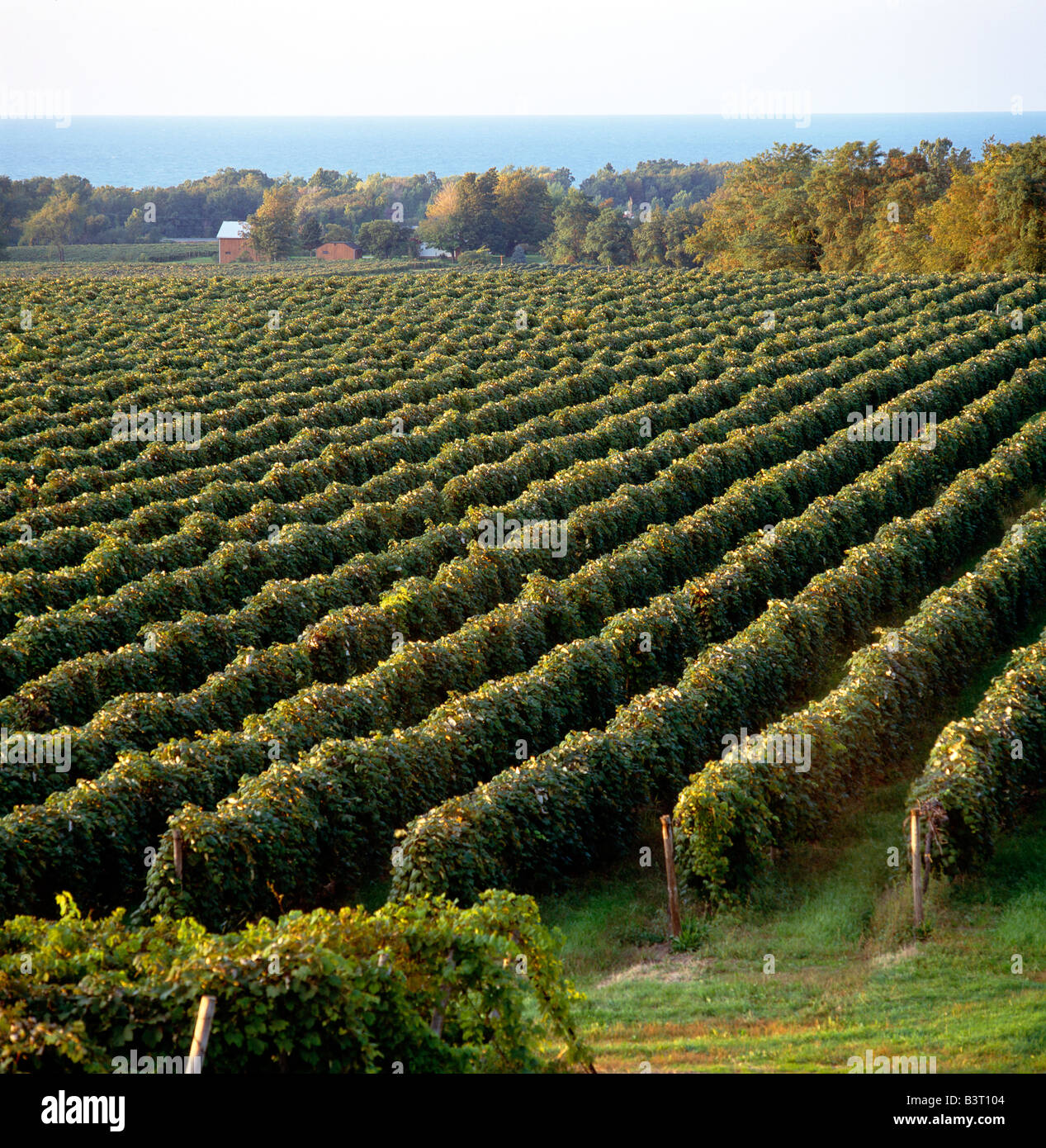 Concord weintrauben weinberge -Fotos und -Bildmaterial in hoher ...