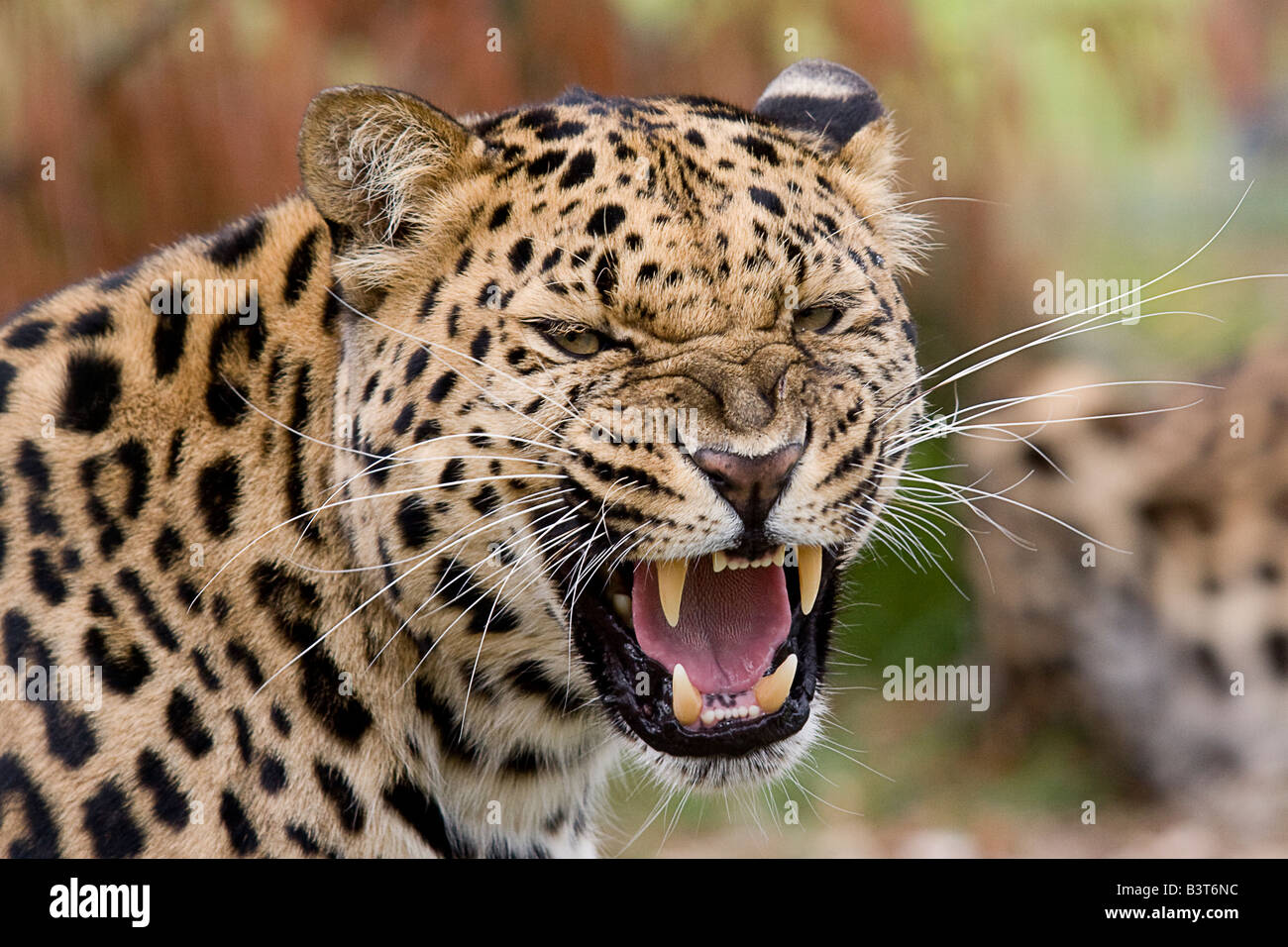 Leopard teeth -Fotos und -Bildmaterial in hoher Auflösung – Alamy