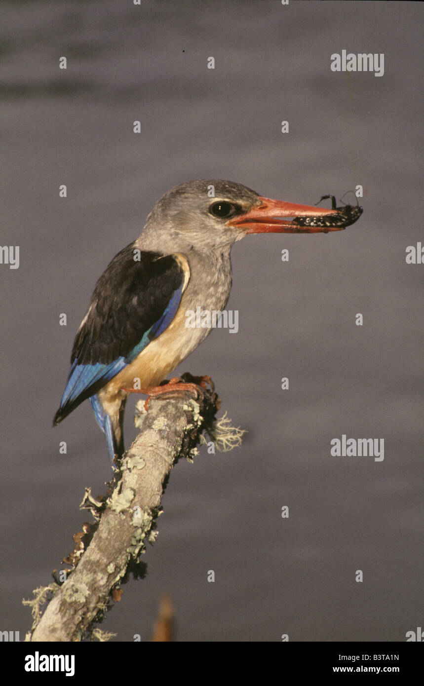 Afrika, Kenia. Grau mit Kapuze Eisvogel auf Ast mit Insekt im Schnabel ...