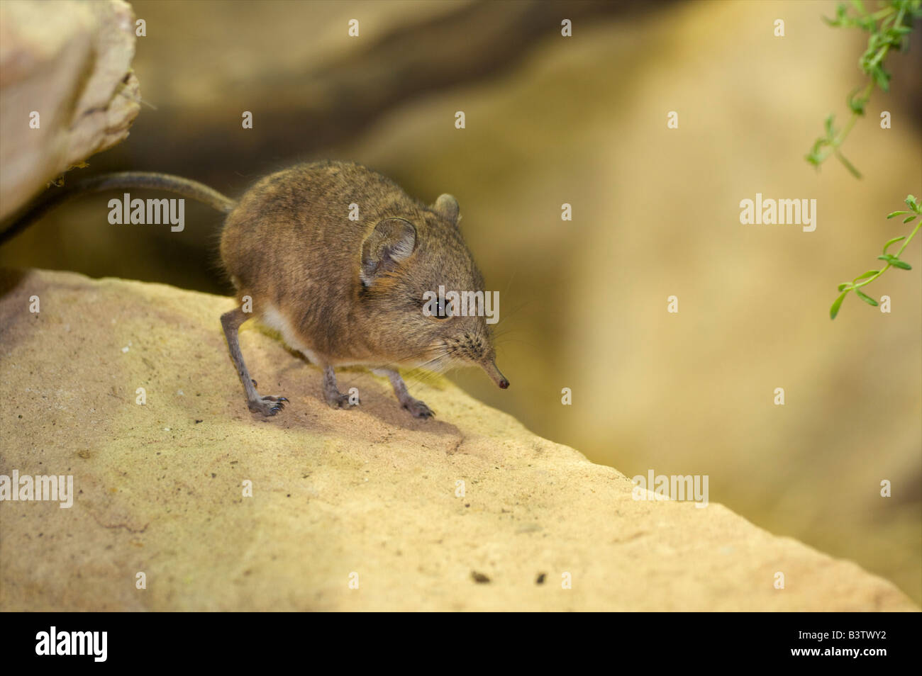 Elefant spitzmaus -Fotos und -Bildmaterial in hoher Auflösung – Alamy