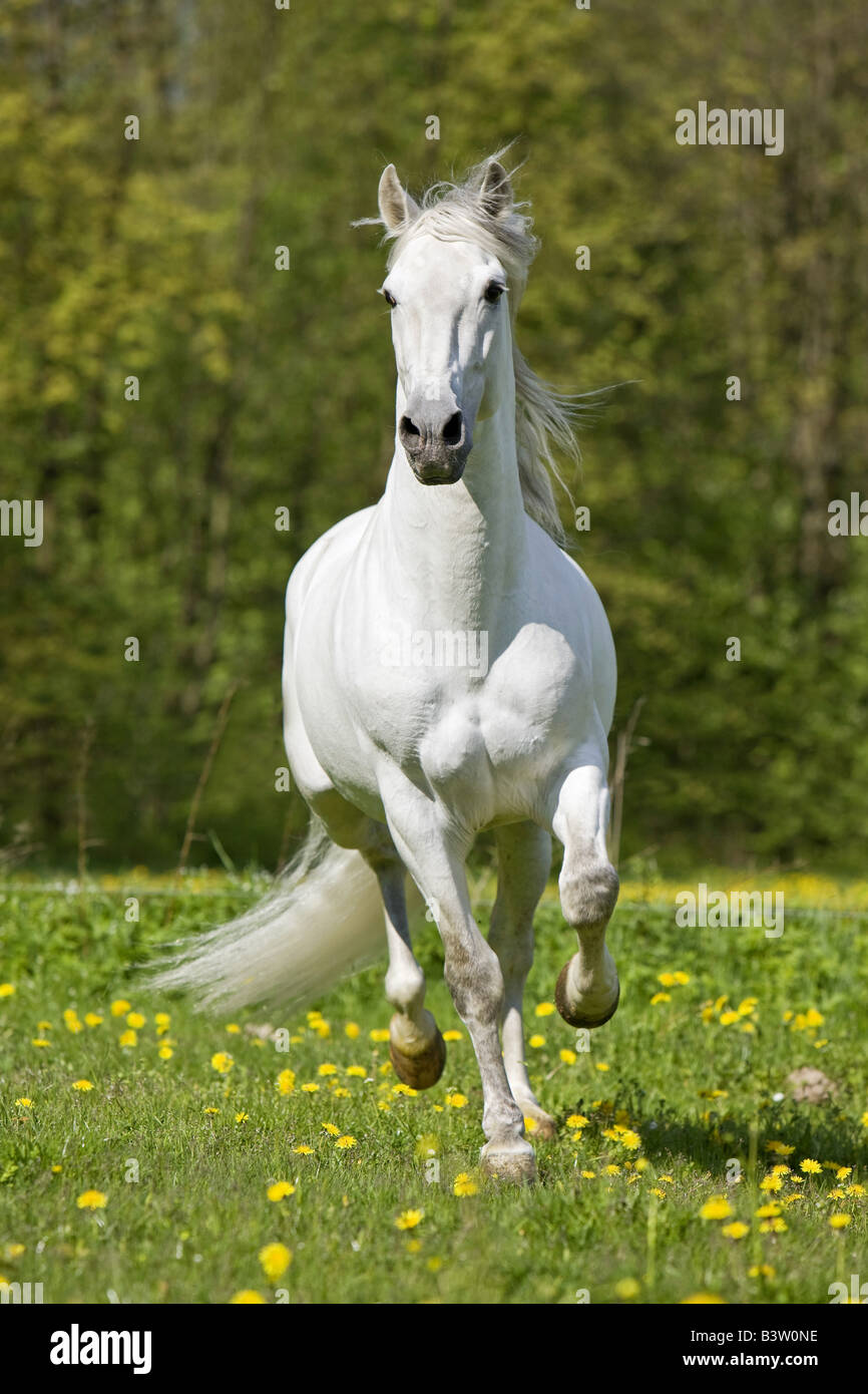 Warm pferd galopp -Fotos und -Bildmaterial in hoher Auflösung – Alamy