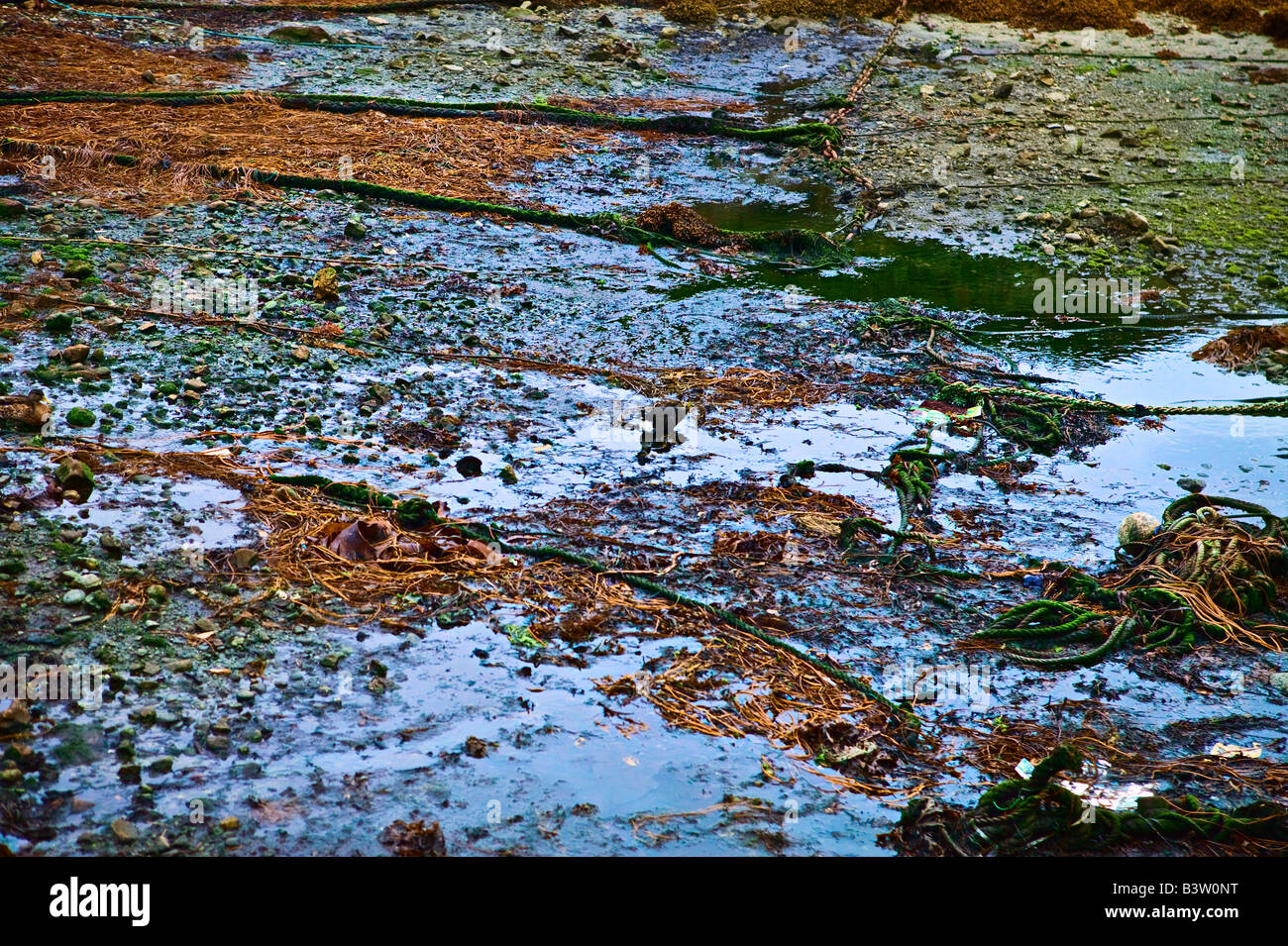 Atlantischer meeresboden Stockfotos und -bilder Kaufen - Alamy