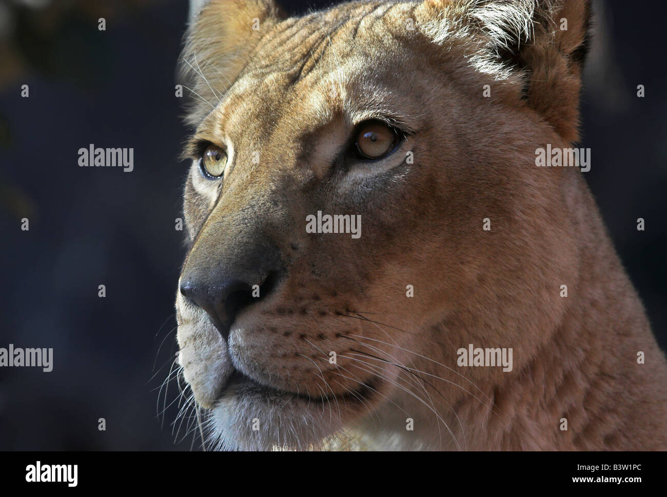 Löwin Zoo wilde Tiere große Katze Toronga Park Gefangenschaft Löwe ...