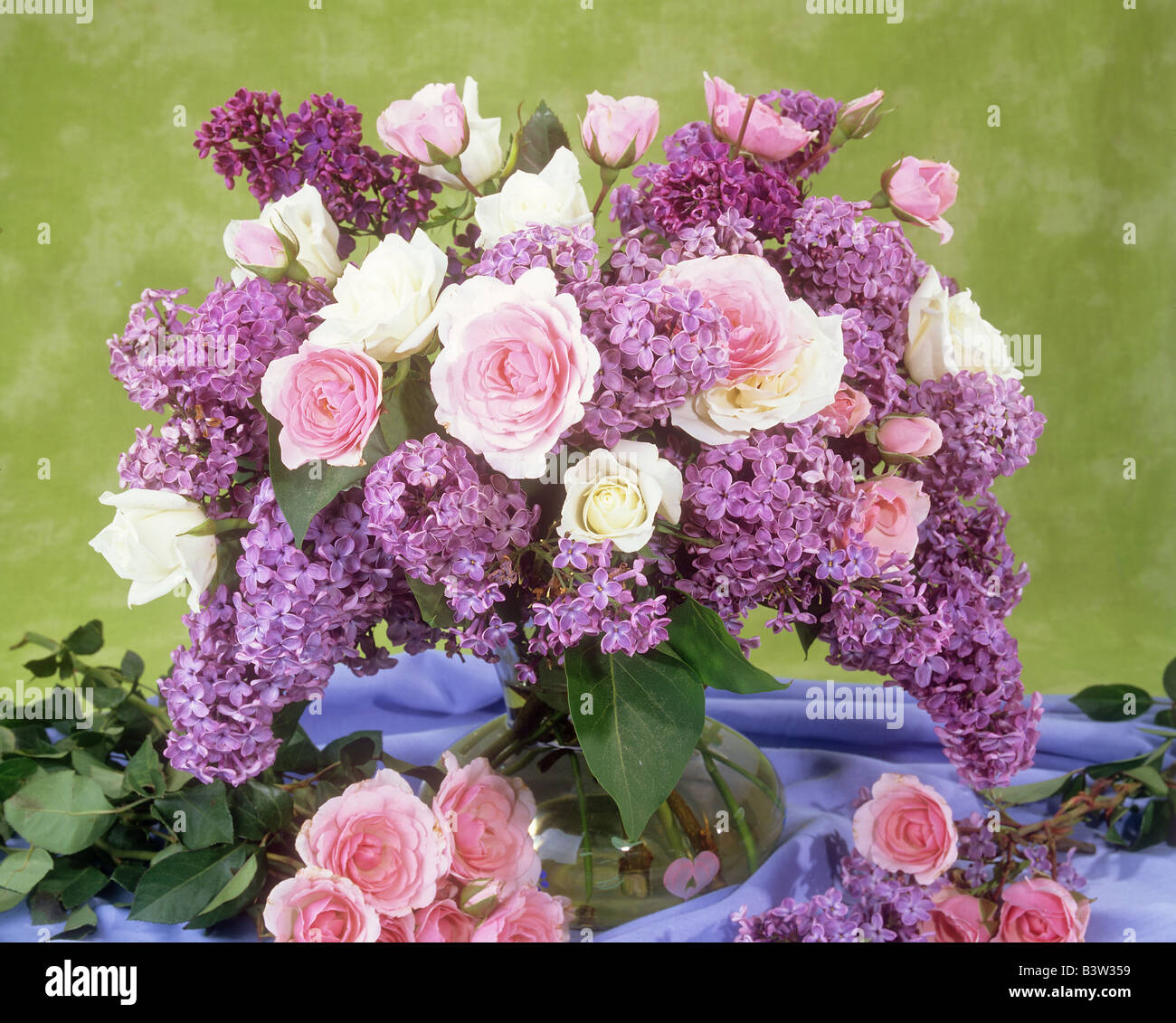 Flieder rose -Fotos und -Bildmaterial in hoher Auflösung – Alamy