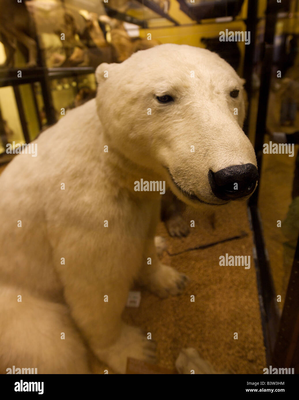 Zoological Museum Tring Walter Rothschild Stockfotos und -bilder Kaufen ...