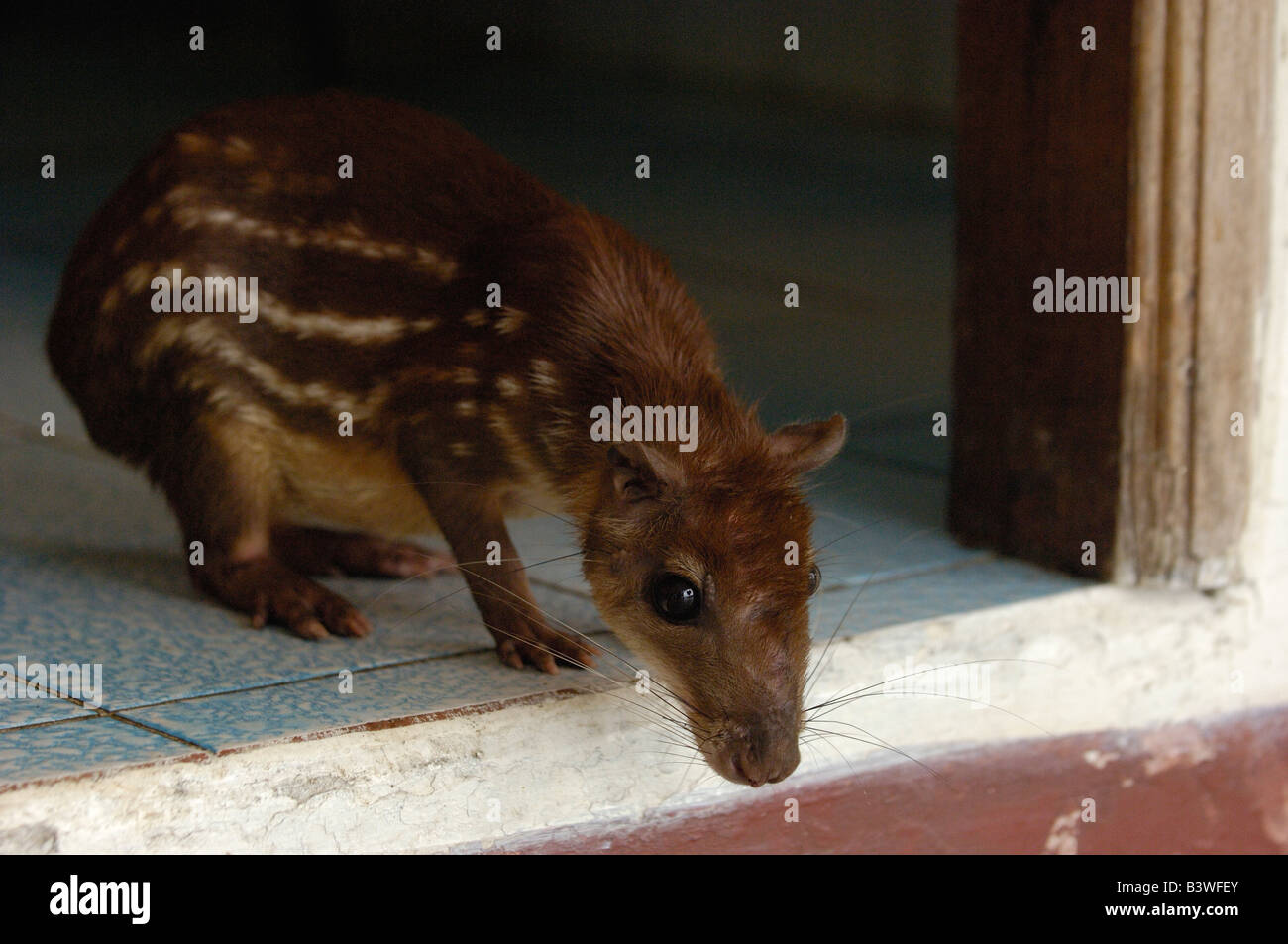 Agouti Paca Mountain Paca (Agouti Taczanowskii) In The Colombian