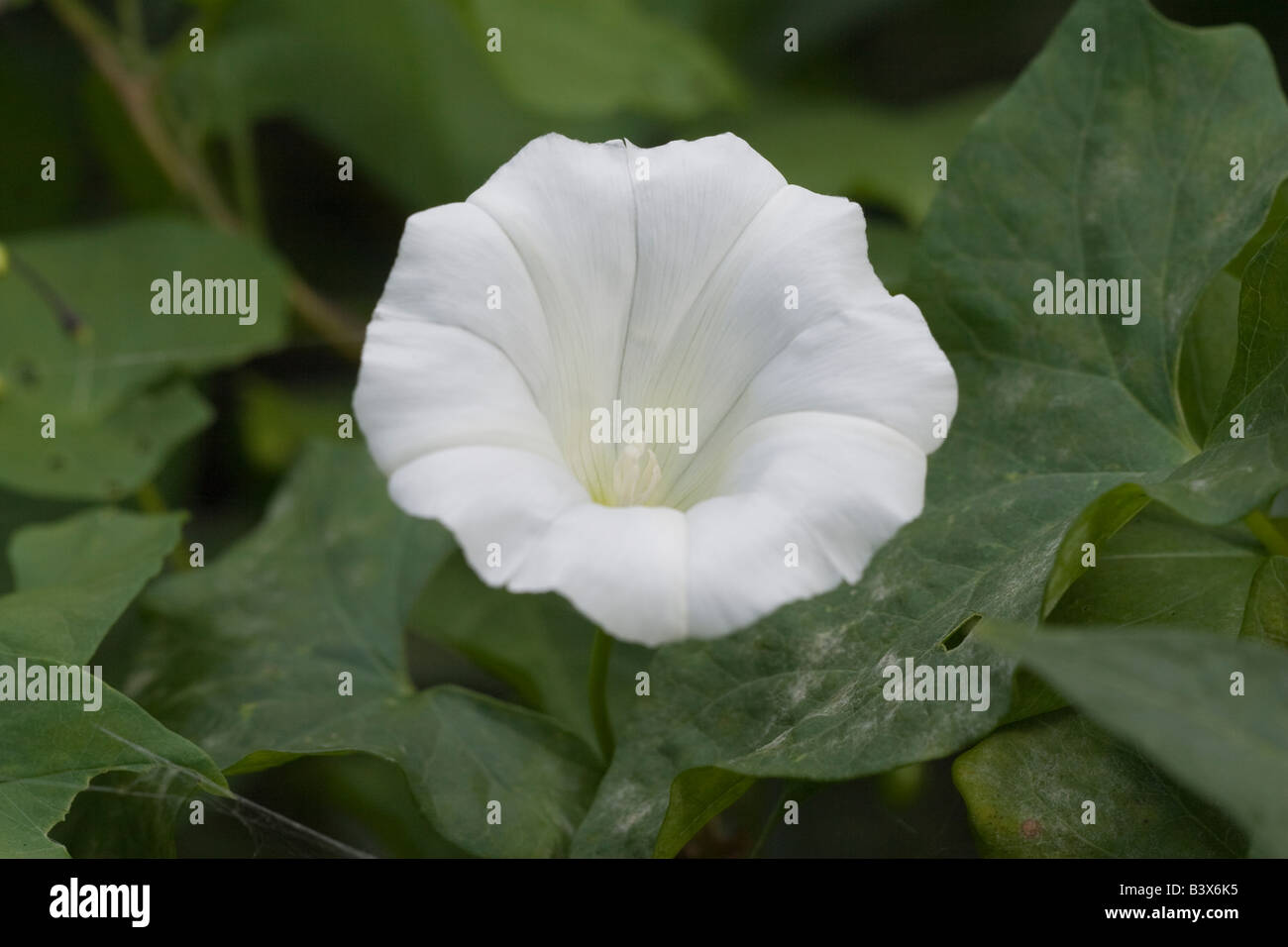 Calystegia Sepium echten Zaunwinde wilde Blume Stockfotografie - Alamy