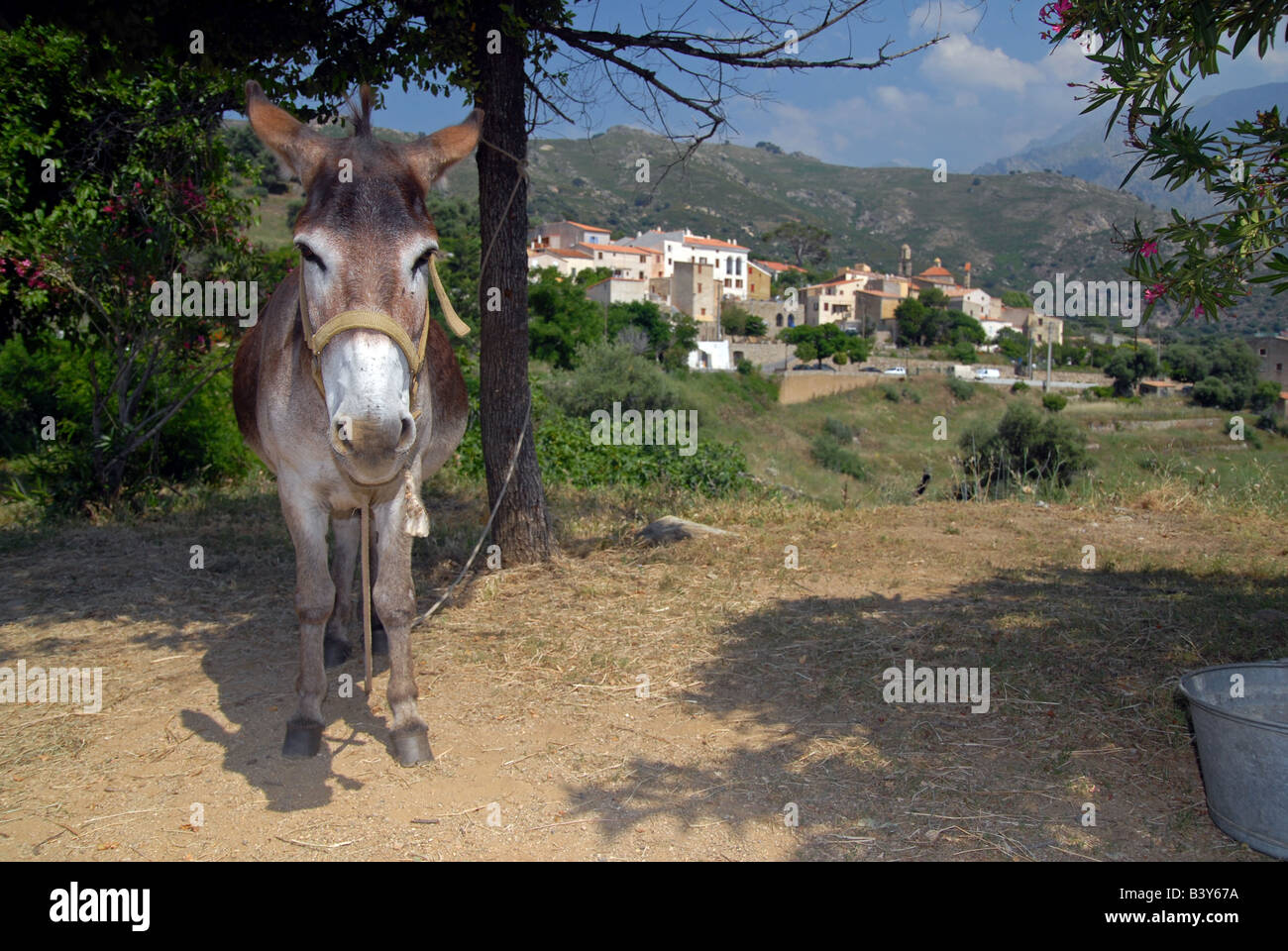 Corsica donkey -Fotos und -Bildmaterial in hoher Auflösung – Alamy