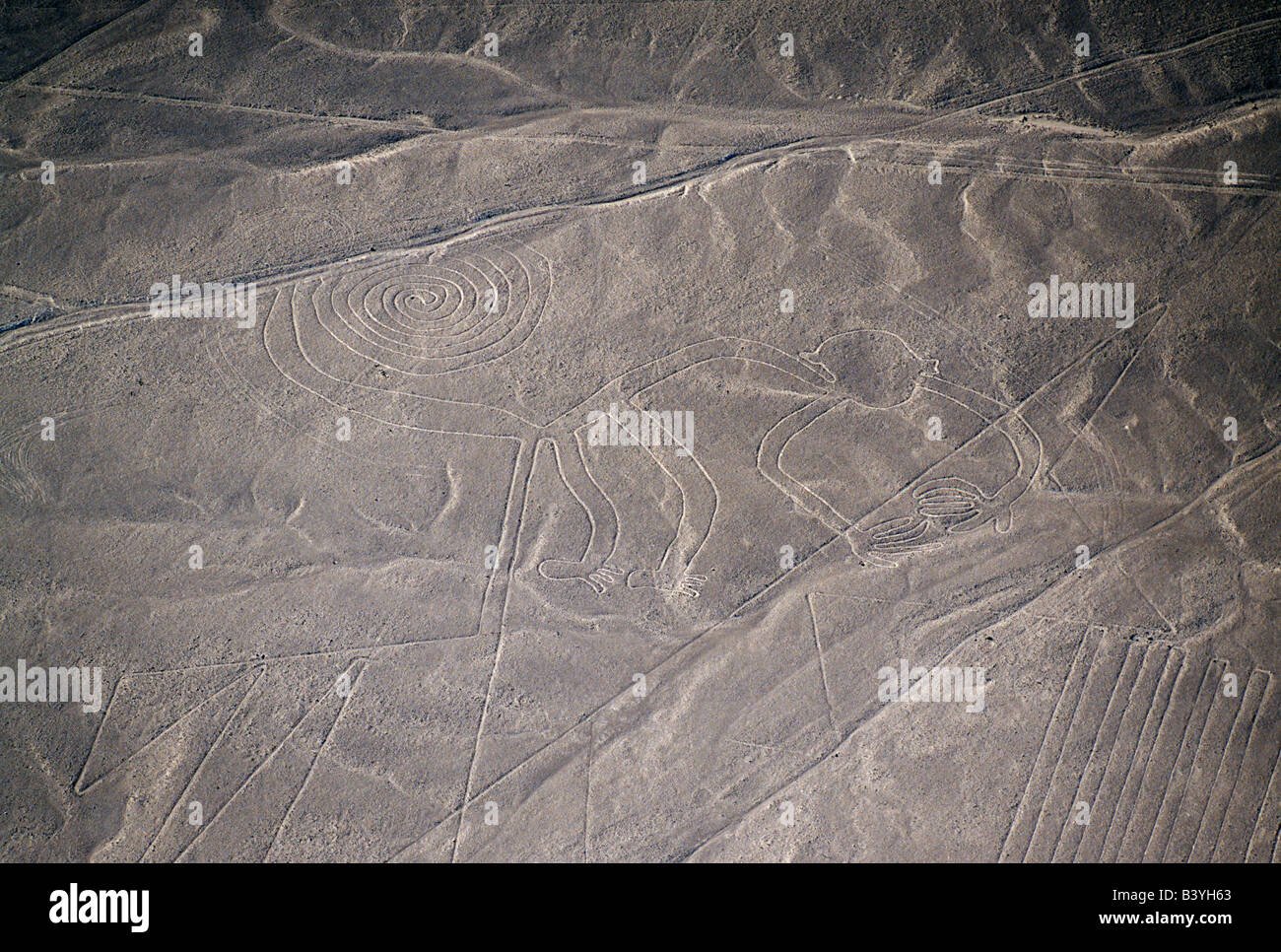 Nazca spider -Fotos und -Bildmaterial in hoher Auflösung – Alamy