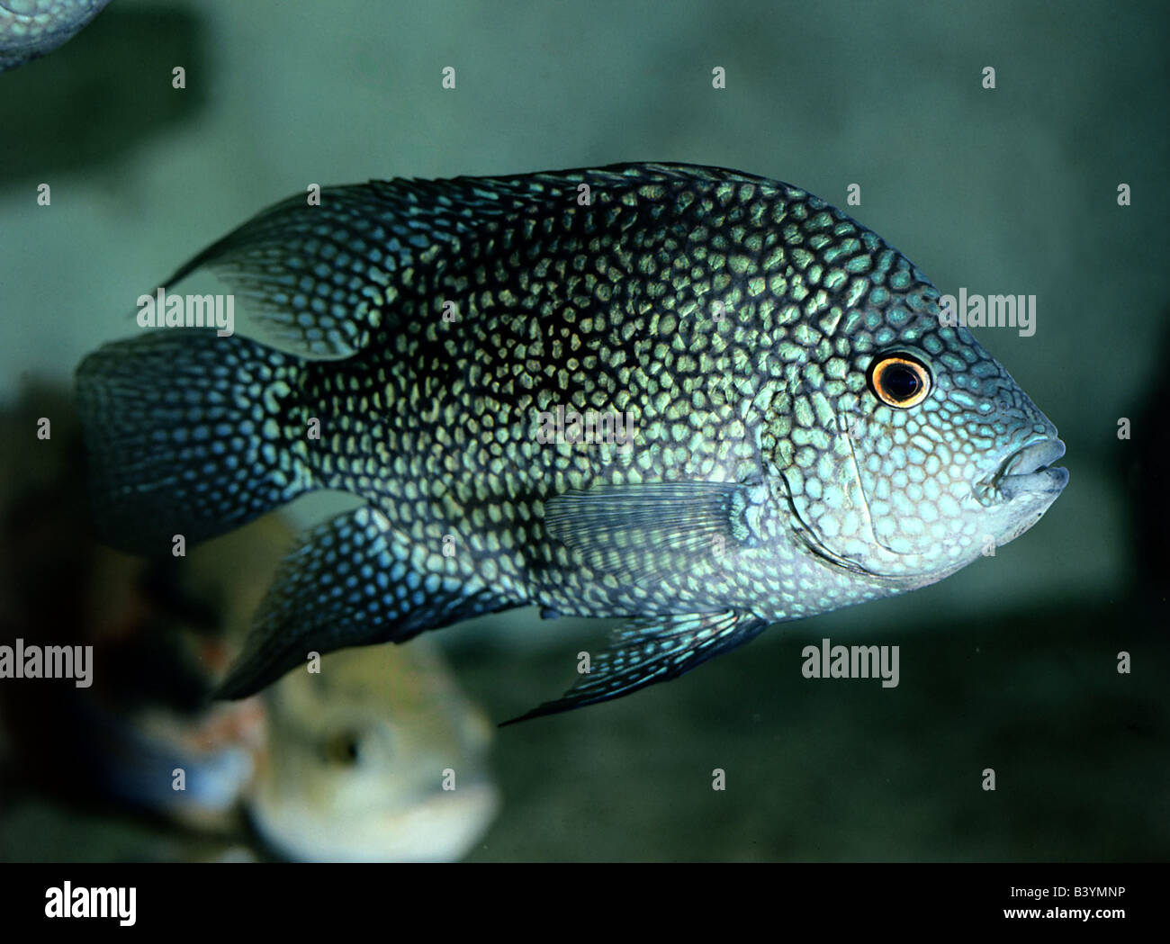 Zoologie / Tiere, Fische, Barsche, Texas Buntbarsch (Cichlasoma ...