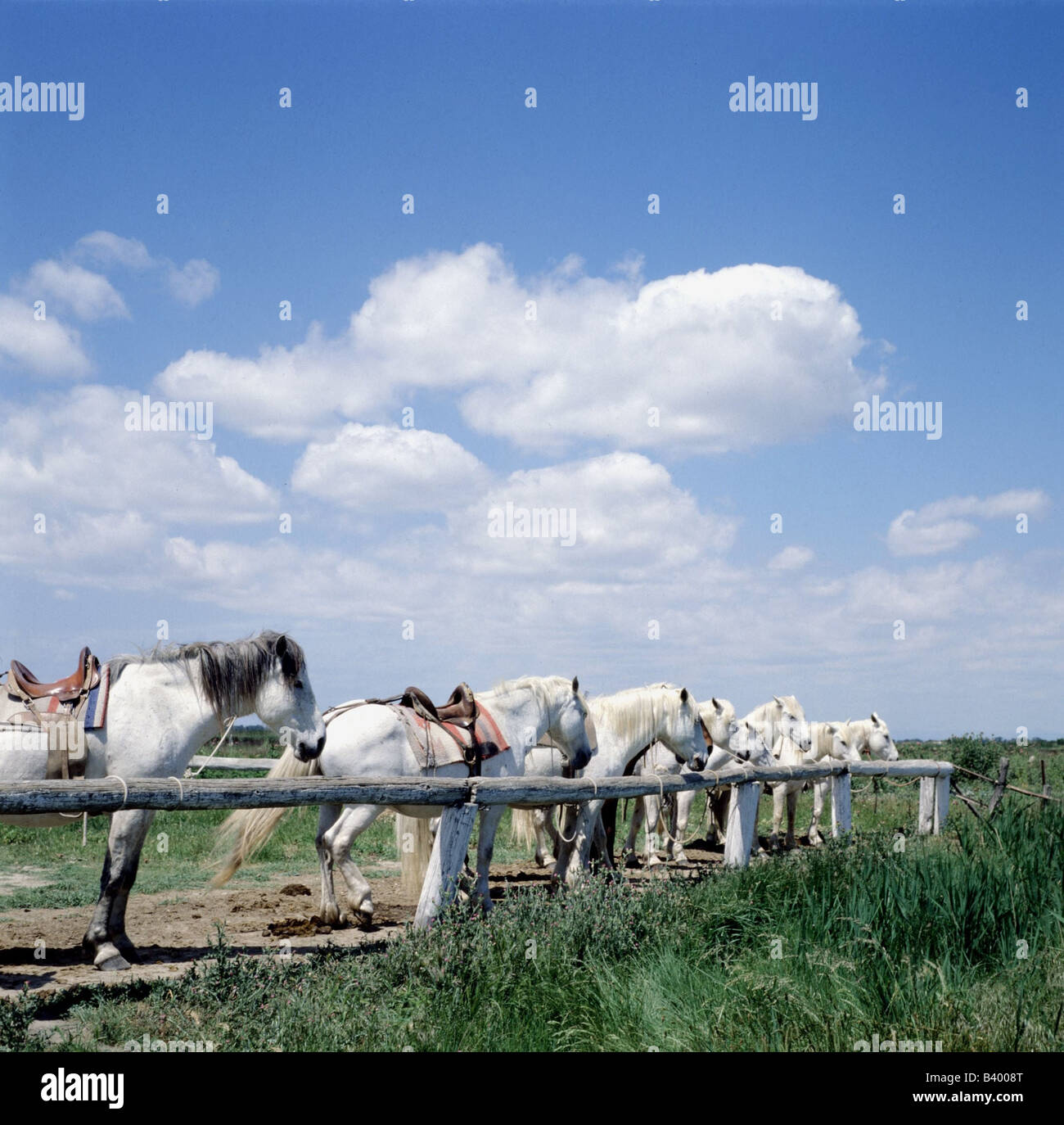 Gesatteltes graues pferd -Fotos und -Bildmaterial in hoher Auflösung ...