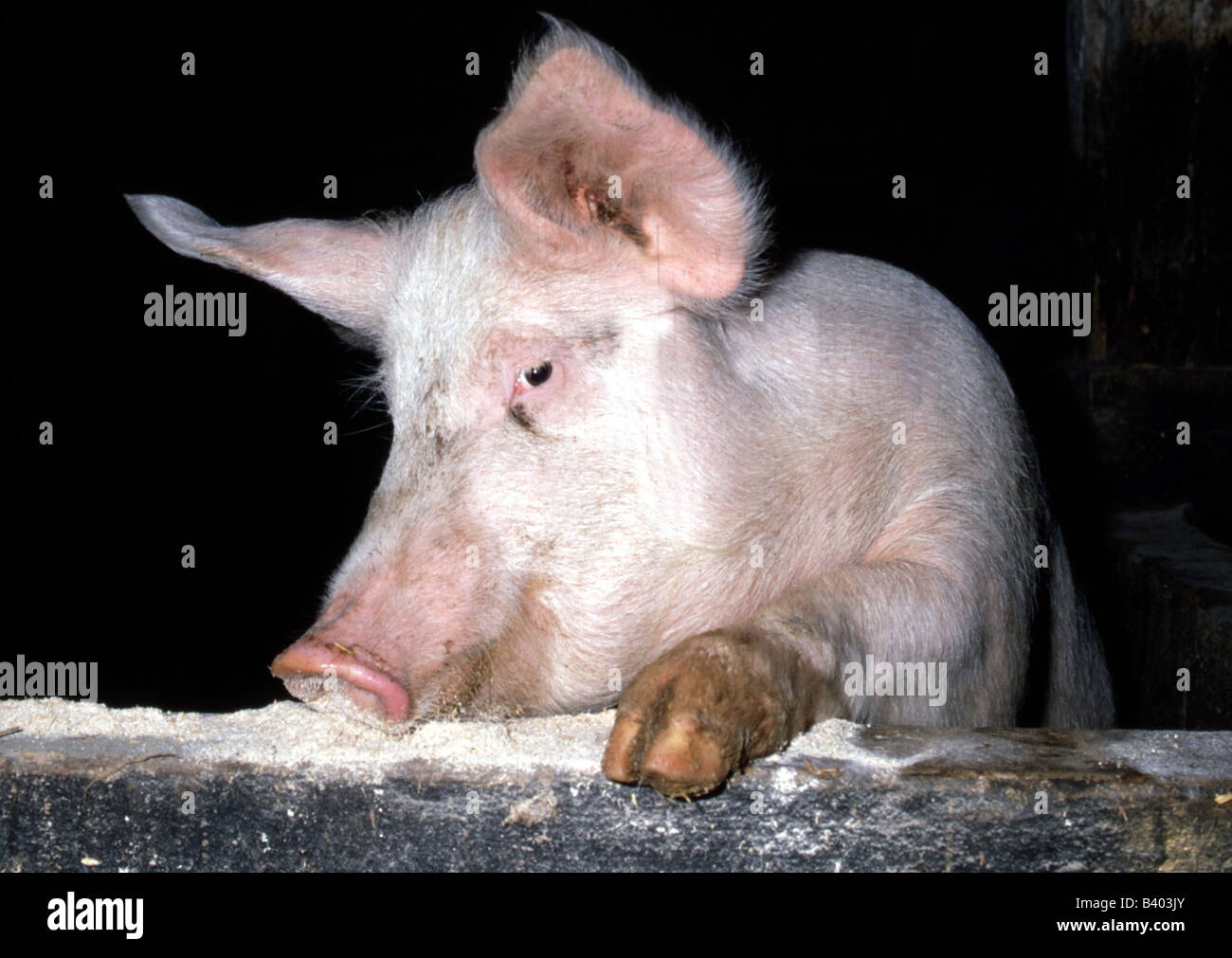Sus scrofa forma domesticus -Fotos und -Bildmaterial in hoher Auflösung ...
