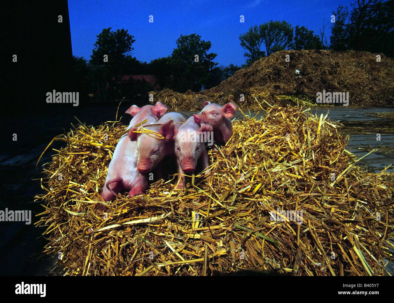 Sus scrofa forma domesticus -Fotos und -Bildmaterial in hoher Auflösung ...