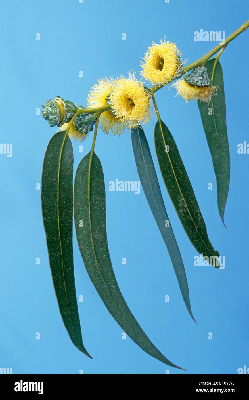 Tasmanian Blue Gum National Trust Tasmanian Blue Gum (Eucalyptus