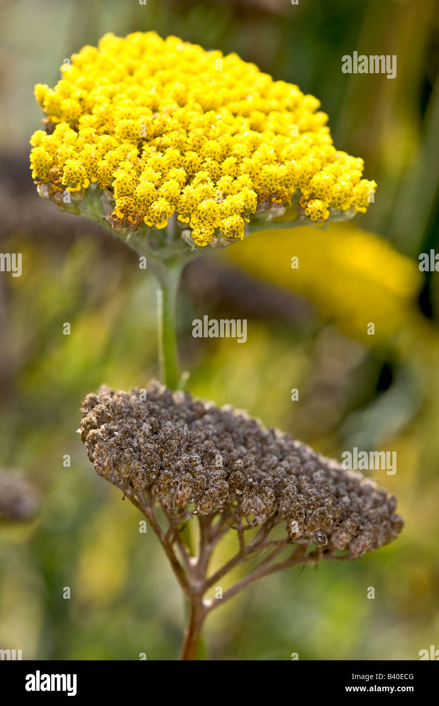 Gelbe tote blume -Fotos und -Bildmaterial in hoher Auflösung – Alamy