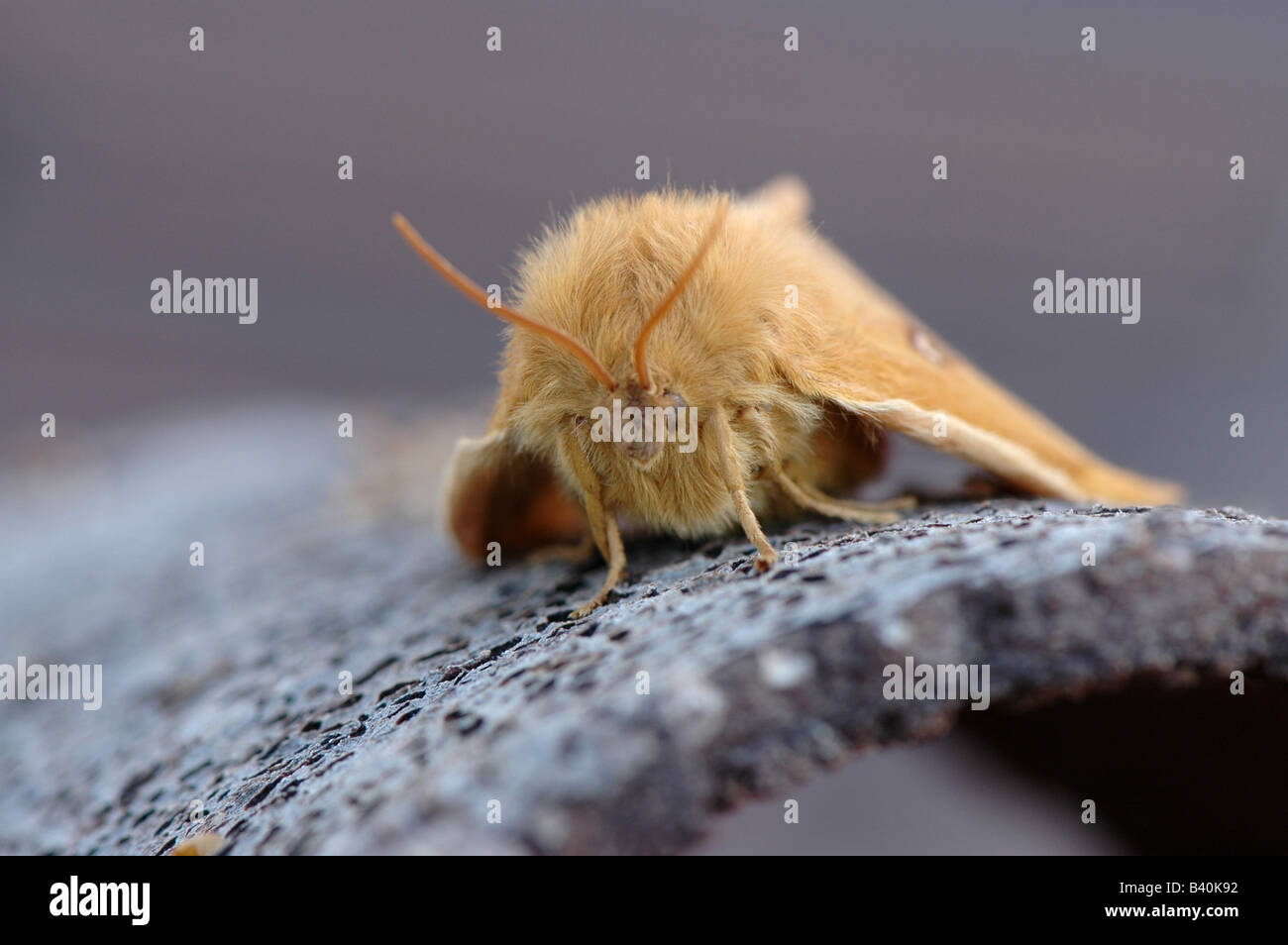 Oak eggar moth -Fotos und -Bildmaterial in hoher Auflösung – Alamy