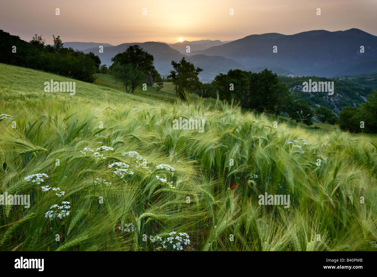 Gerstenfeld wind -Fotos und -Bildmaterial in hoher Auflösung – Alamy