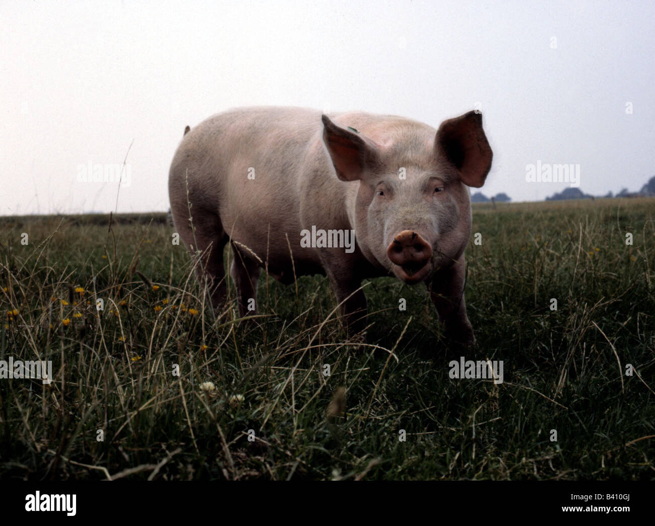Zoologie / Tiere, Säugetier / Säugetier, Schweine, Hausschwein, stehend ...