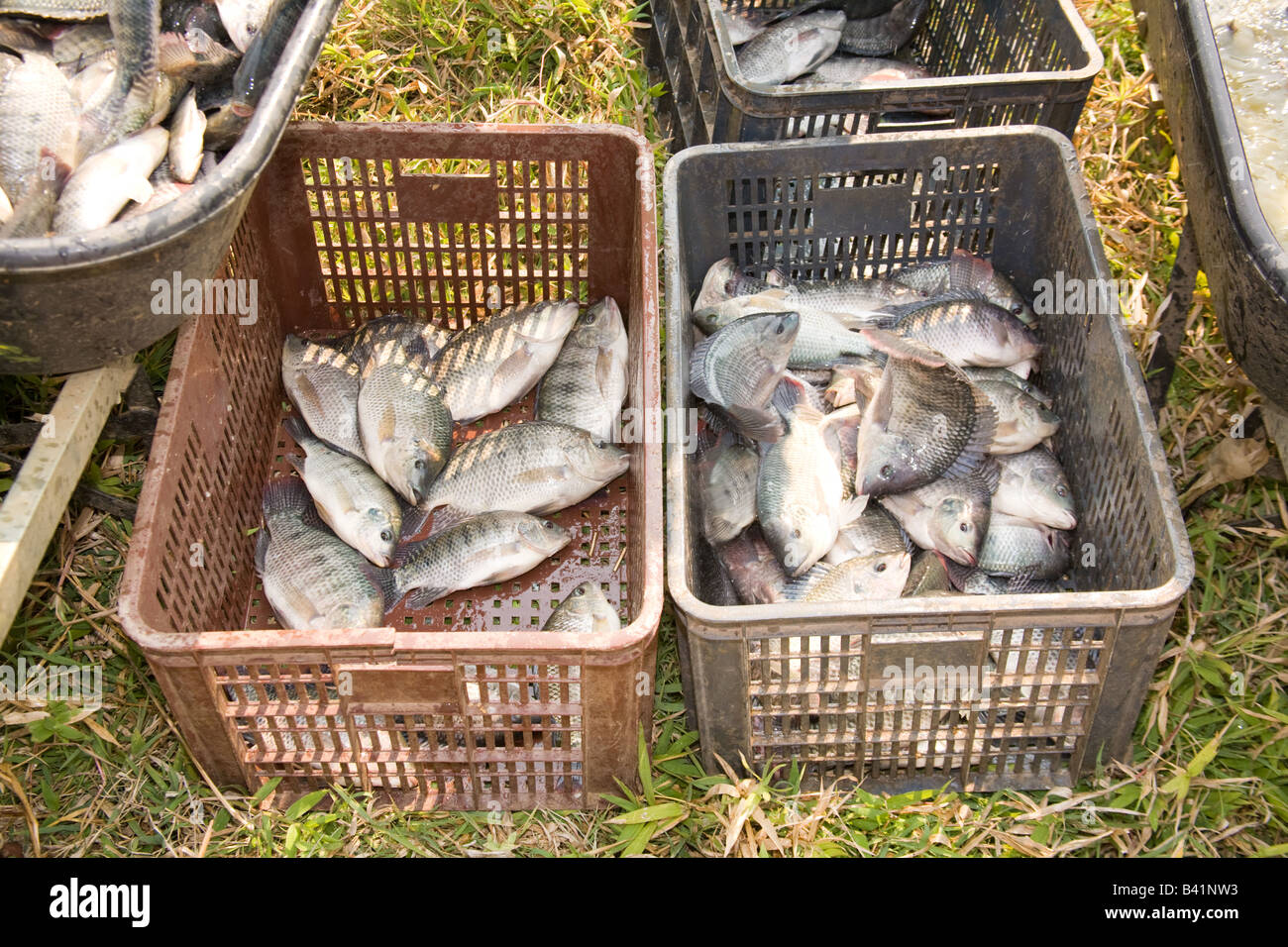 Geernteter Tilapia-Fisch in der Kafue Fisheries, der größten ...