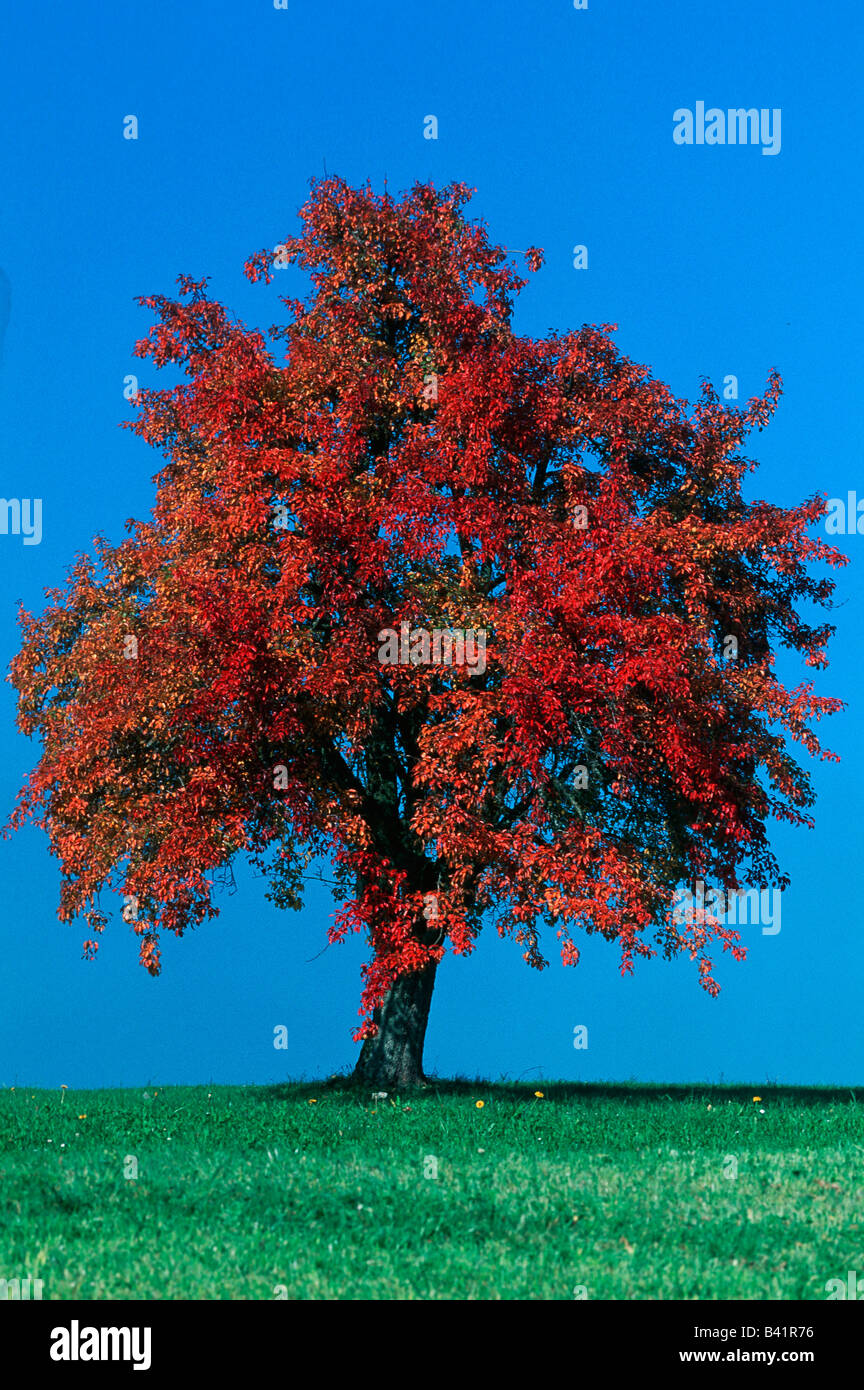 Einzelner kirschbaum im herbst -Fotos und -Bildmaterial in hoher ...