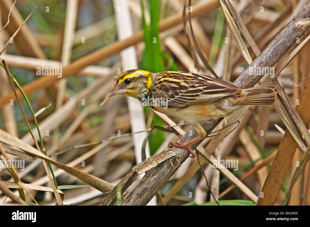Weiblicher weber -Fotos und -Bildmaterial in hoher Auflösung – Alamy