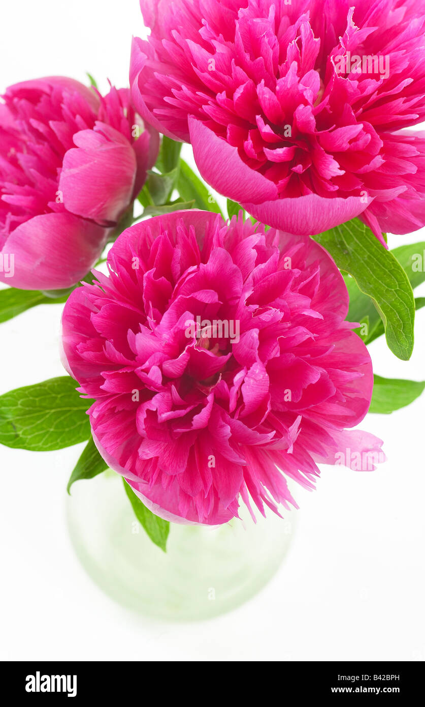 Vase mit pfingstrose blumen -Fotos und -Bildmaterial in hoher Auflösung ...