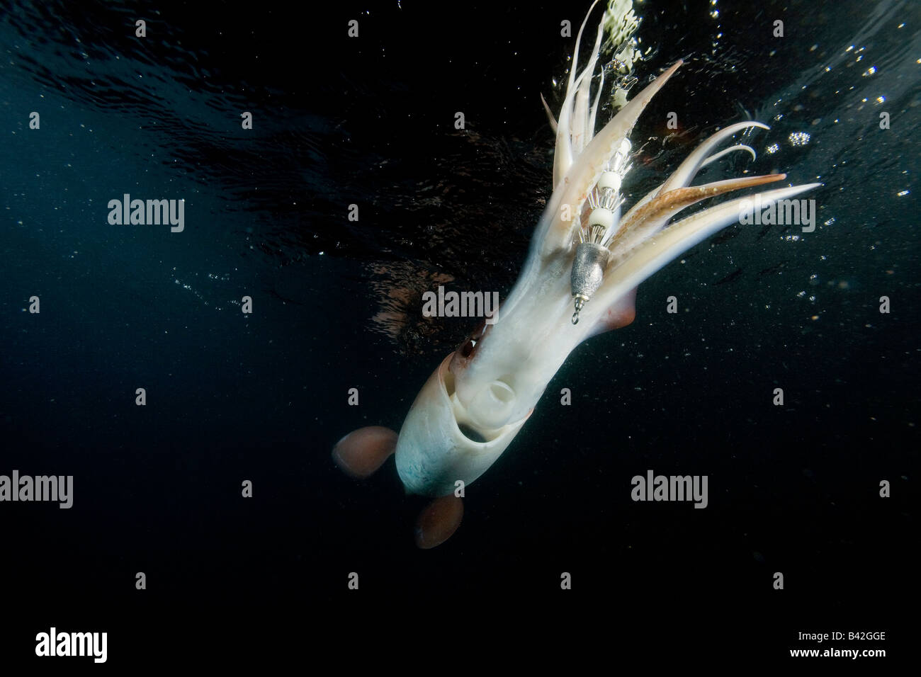 Dosidicus Gigas Stockfotos und -bilder Kaufen - Alamy