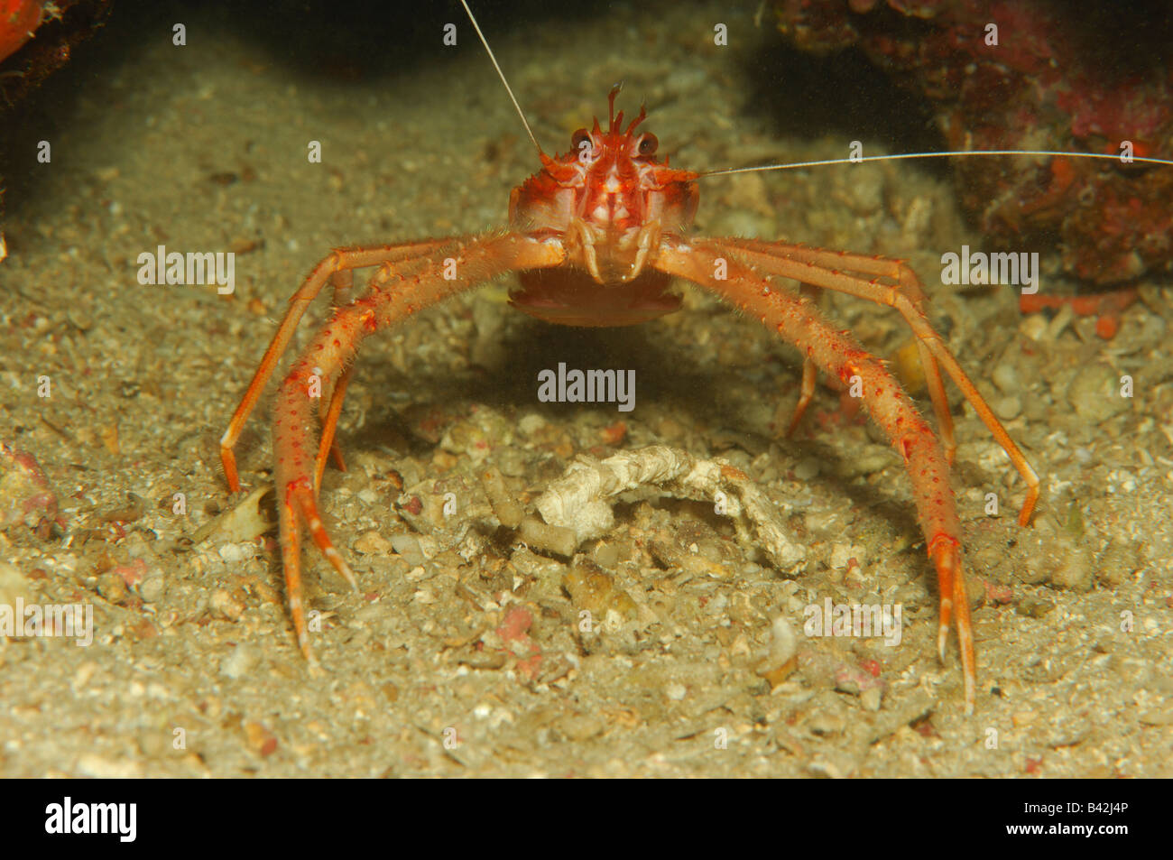 Munida rugosa -Fotos und -Bildmaterial in hoher Auflösung – Alamy